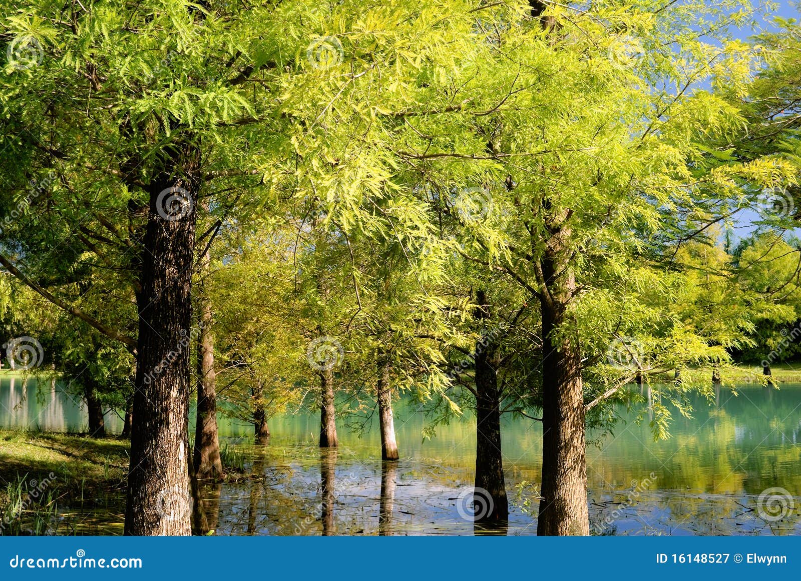 Vibrant forest stock image. Image of landscape, daylight - 16148527