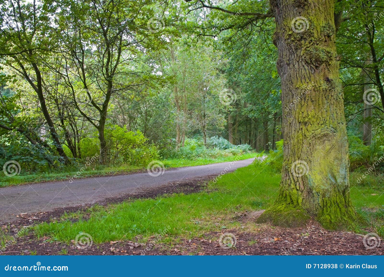 Vibrant forest stock photo. Image of environment, rural - 7128938