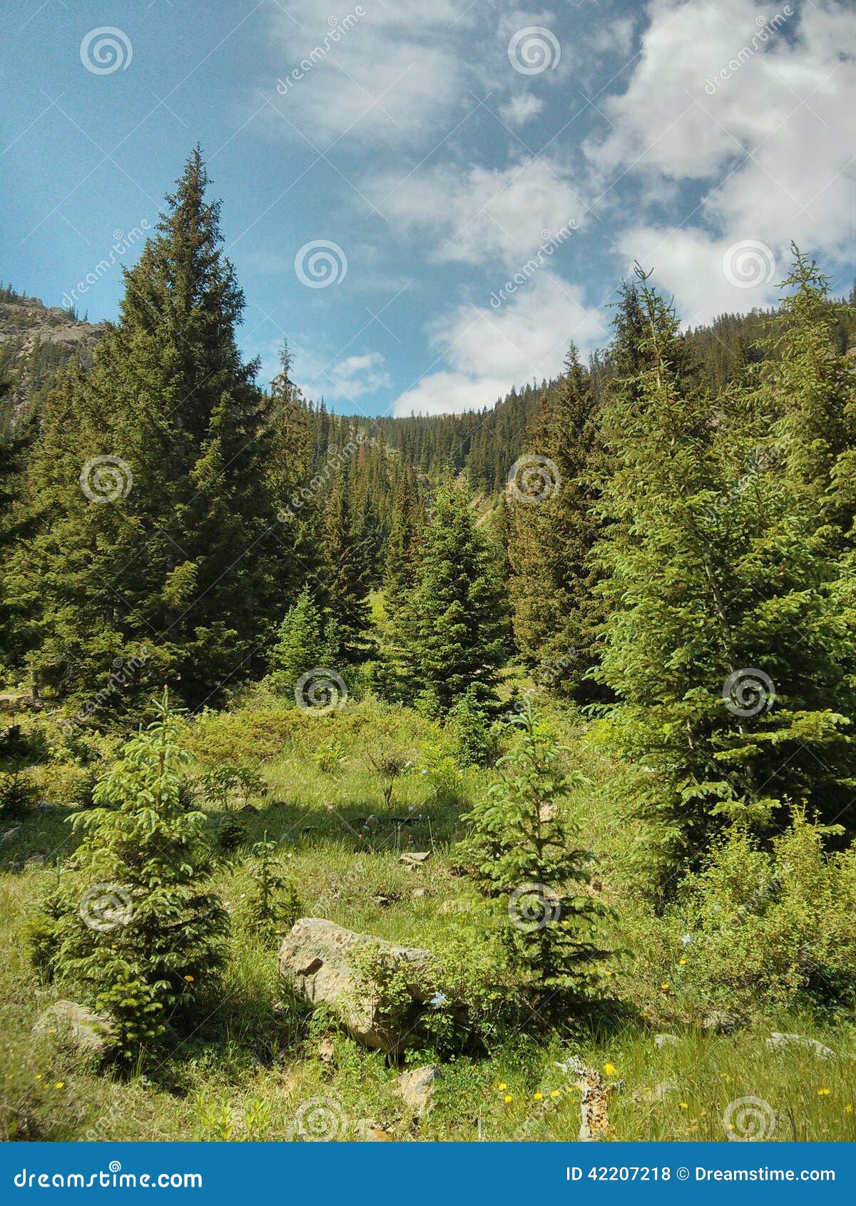 Vibrant Forest stock photo. Image of tree, melt, rain - 42207218