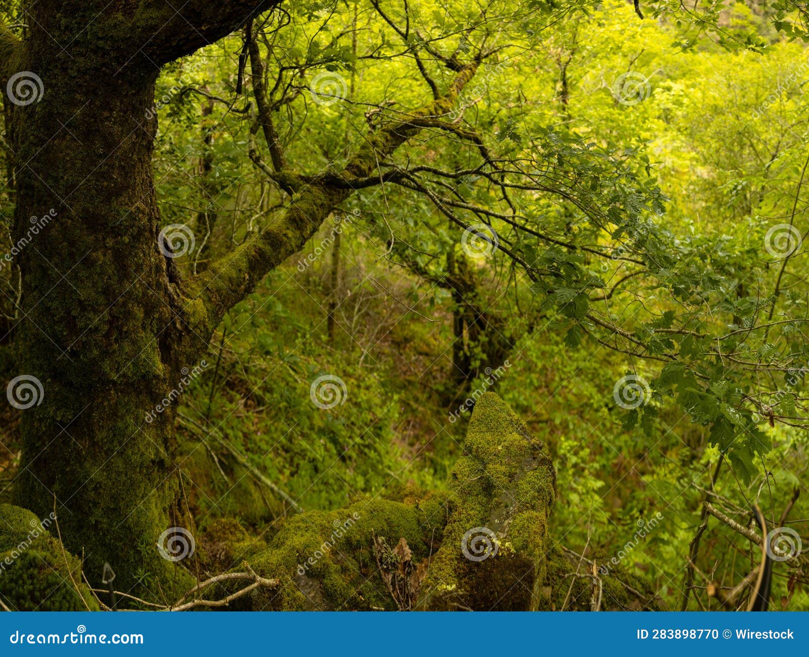 Vibrant Forest of Lush Green Trees and Grass Stock Photo - Image of ...