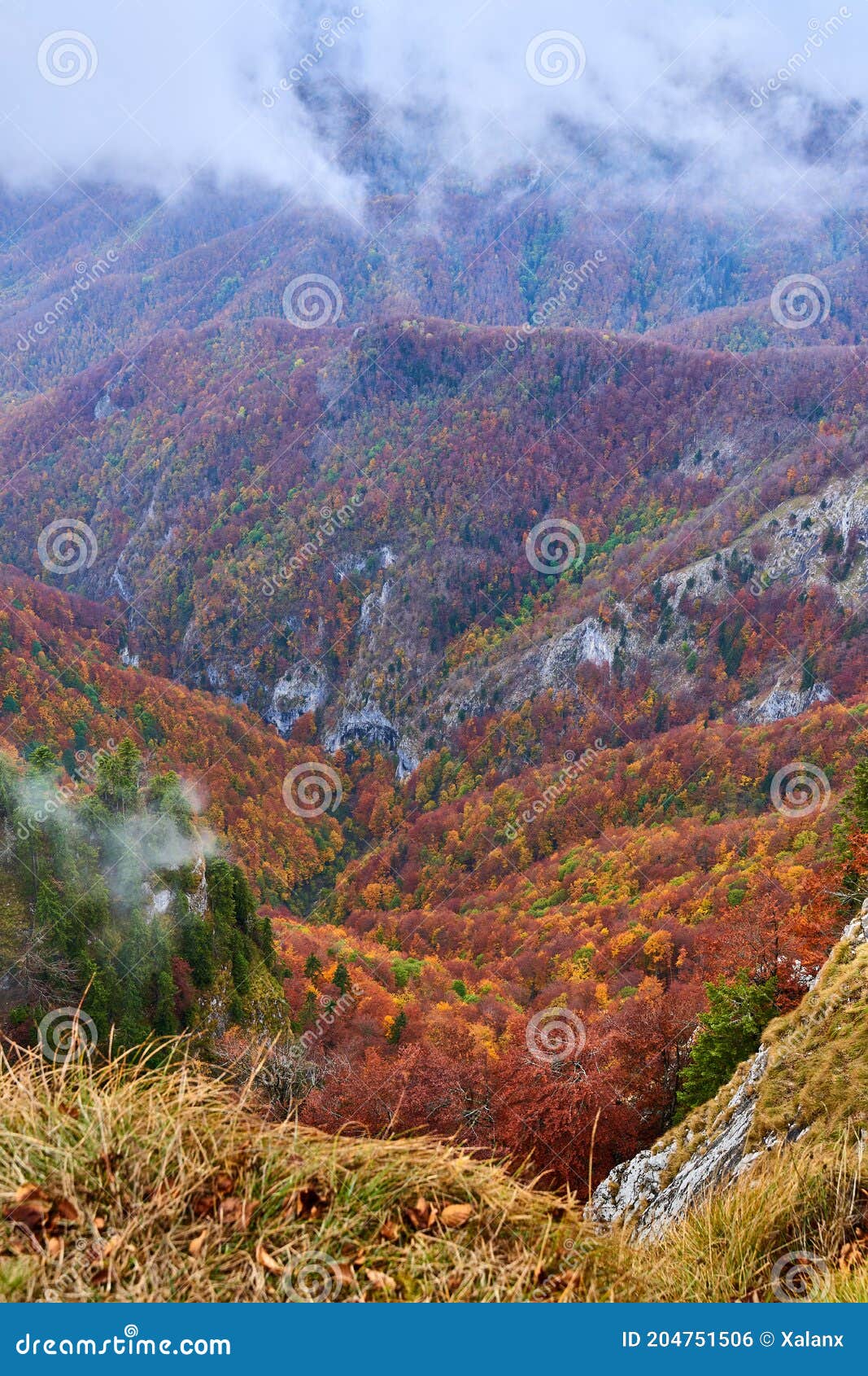 Vibrant Forests on Mountain Stock Photo - Image of peaceful, idyllic ...