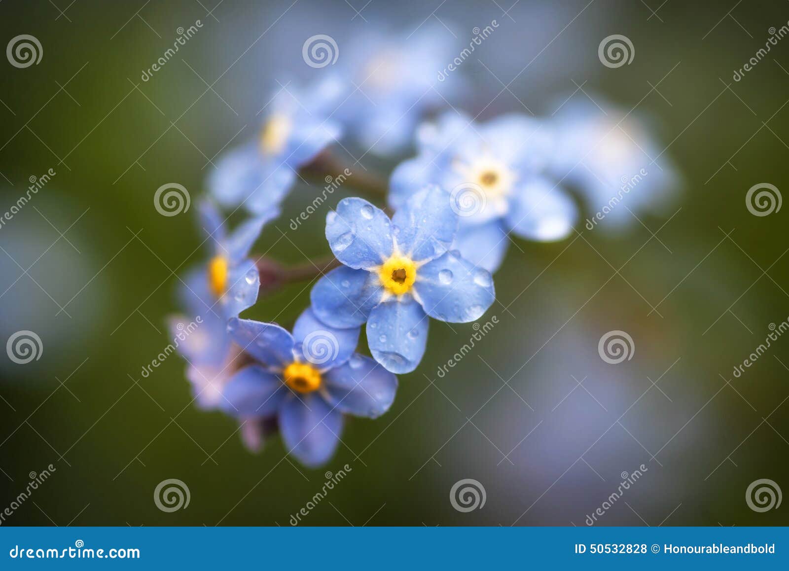 Vibrant Forget-me-not Spring Flowers with Shallow Depth of Field Stock ...