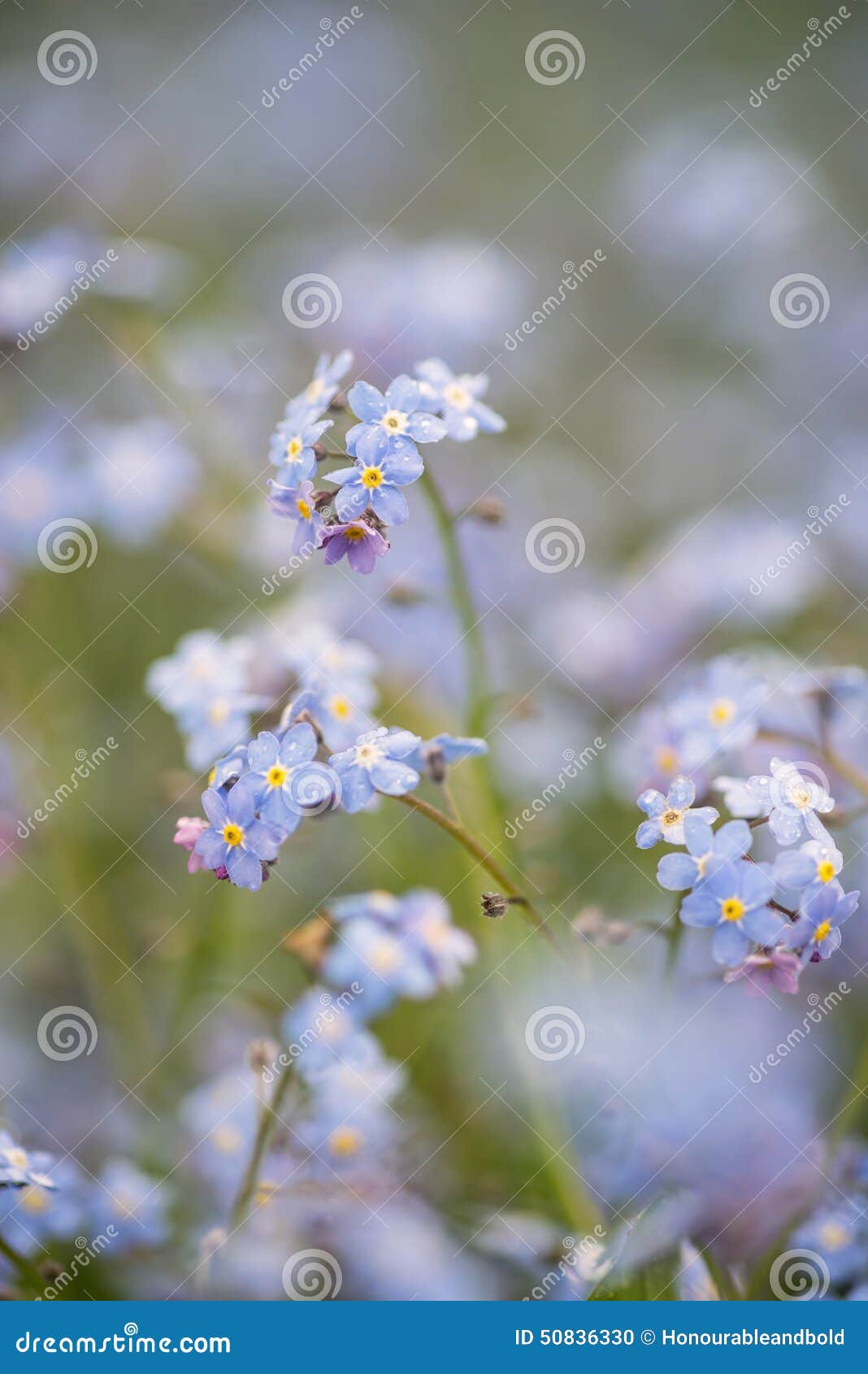 Vibrant Forget-me-not Spring Flowers with Shallow Depth of Field Stock ...
