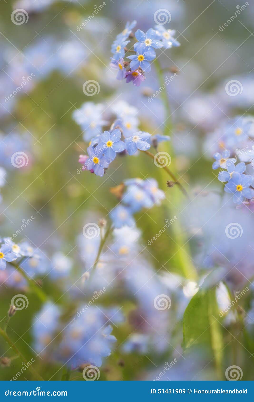 Vibrant Forget-me-not Spring Flowers with Shallow Depth of Field Stock ...
