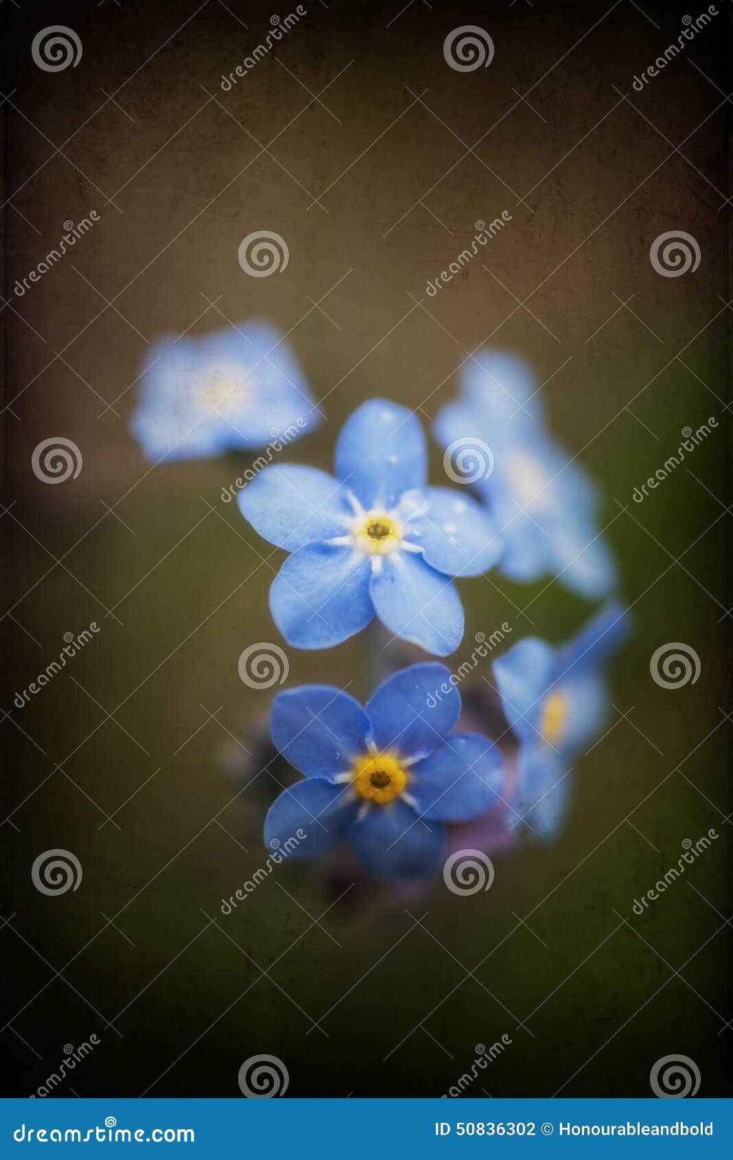 Vibrant Forget-me-not Spring Flowers with Textured and Vignette Stock ...