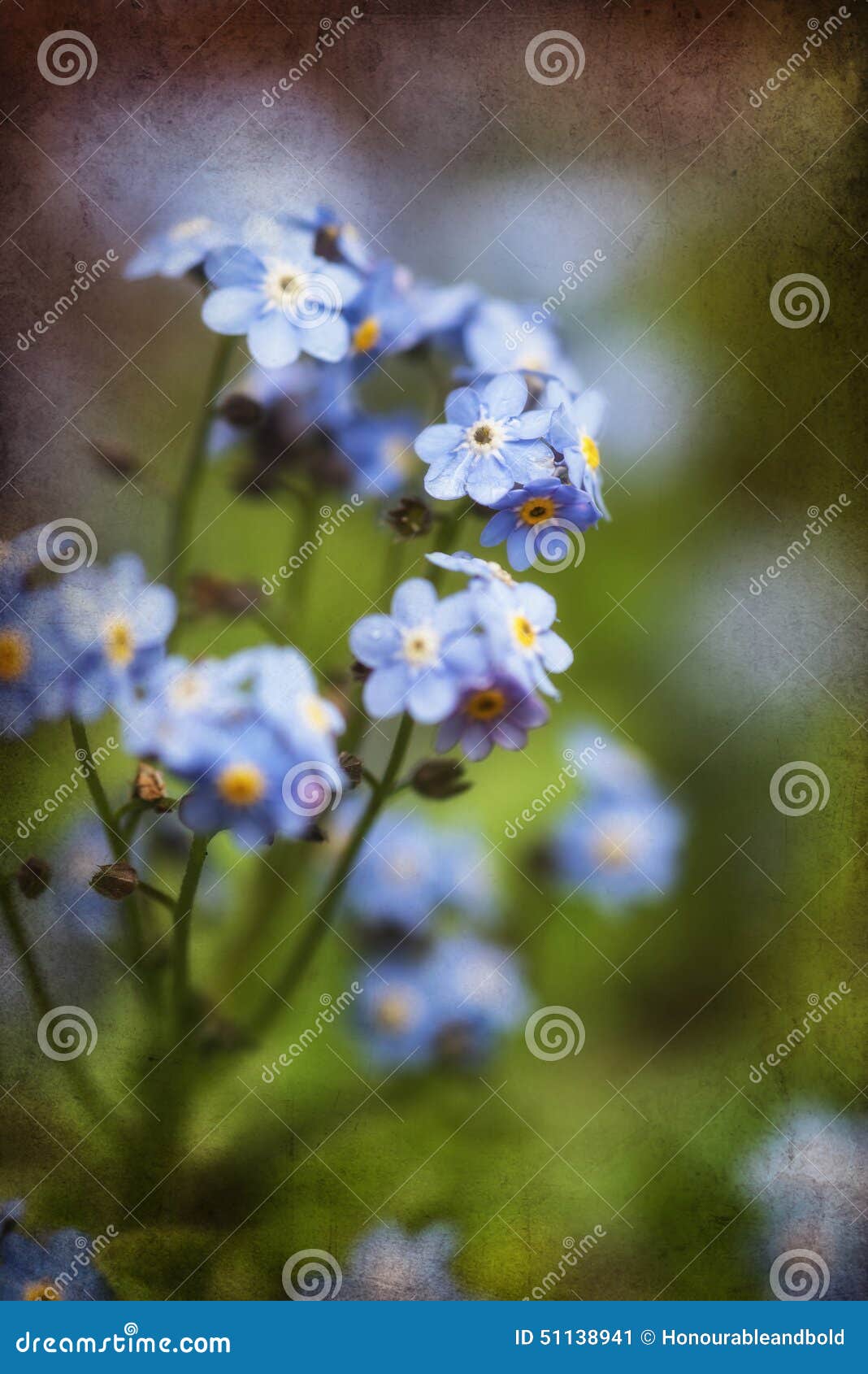 Vibrant Forget-me-not Spring Flowers with Textured and Vignette Stock ...