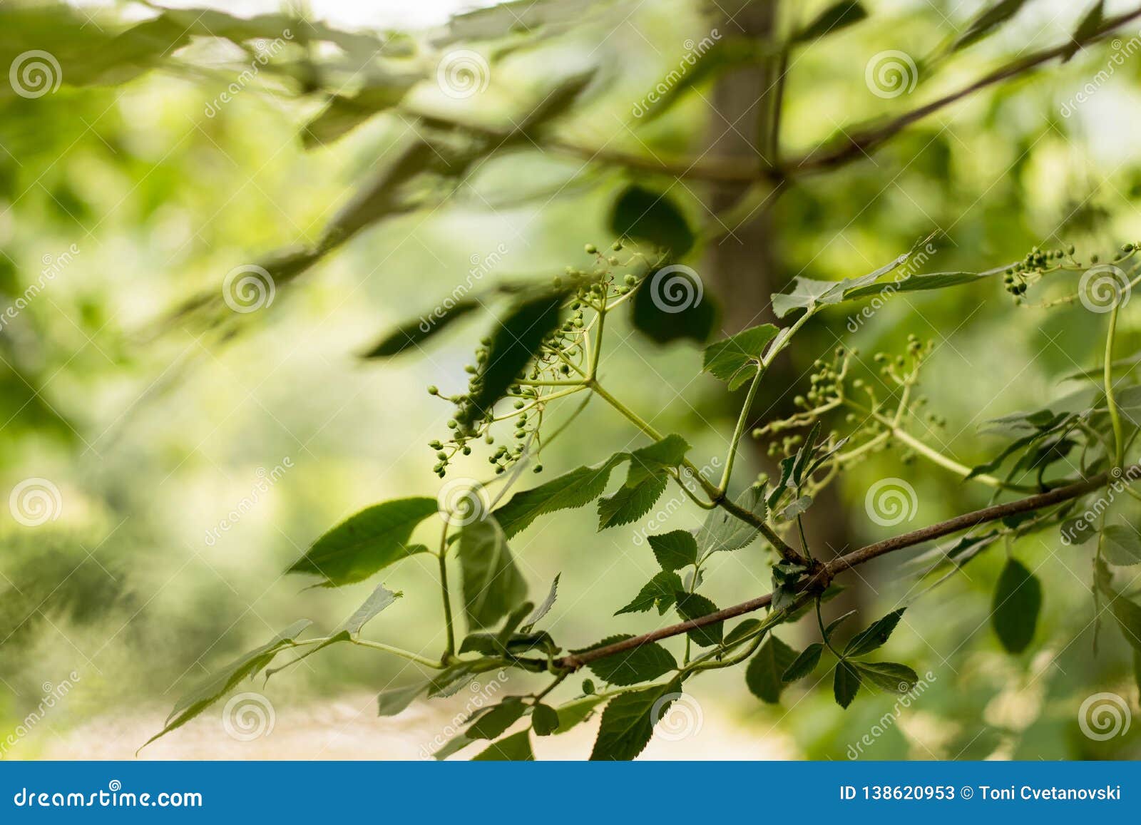 Tree Leafs. Nature. Green. Tree. Stock Image - Image of light, pathway ...