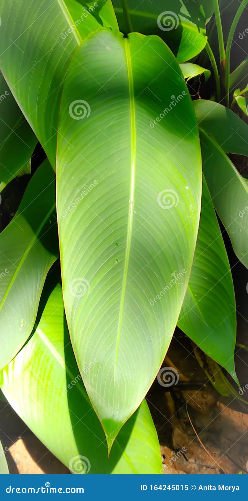 Vibrant Green Colored Arrowroot Leaves in Natural Sun Light Stock Image ...