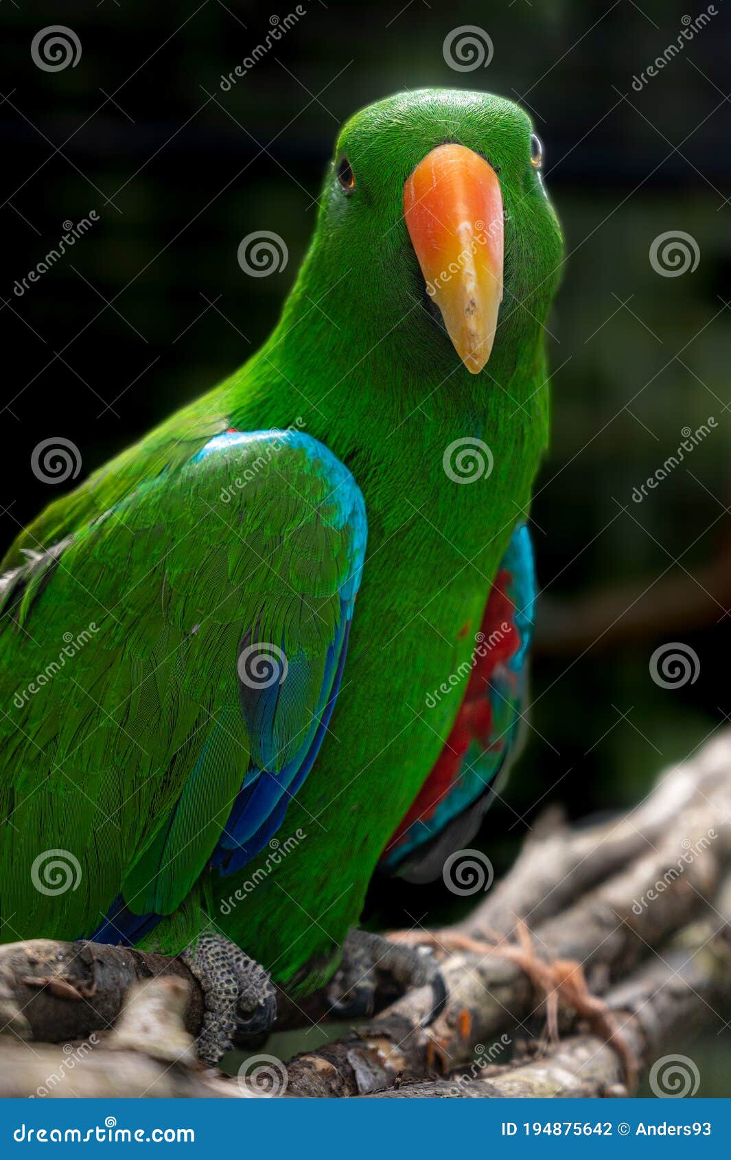Vibrant Green Eclectus Parrot, Eclectus Roratus Stock Photo - Image of ...