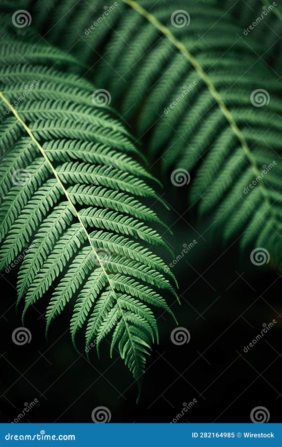 Vibrant Green Fern Leaf is Illuminated by Subtle Lighting in a Dark ...