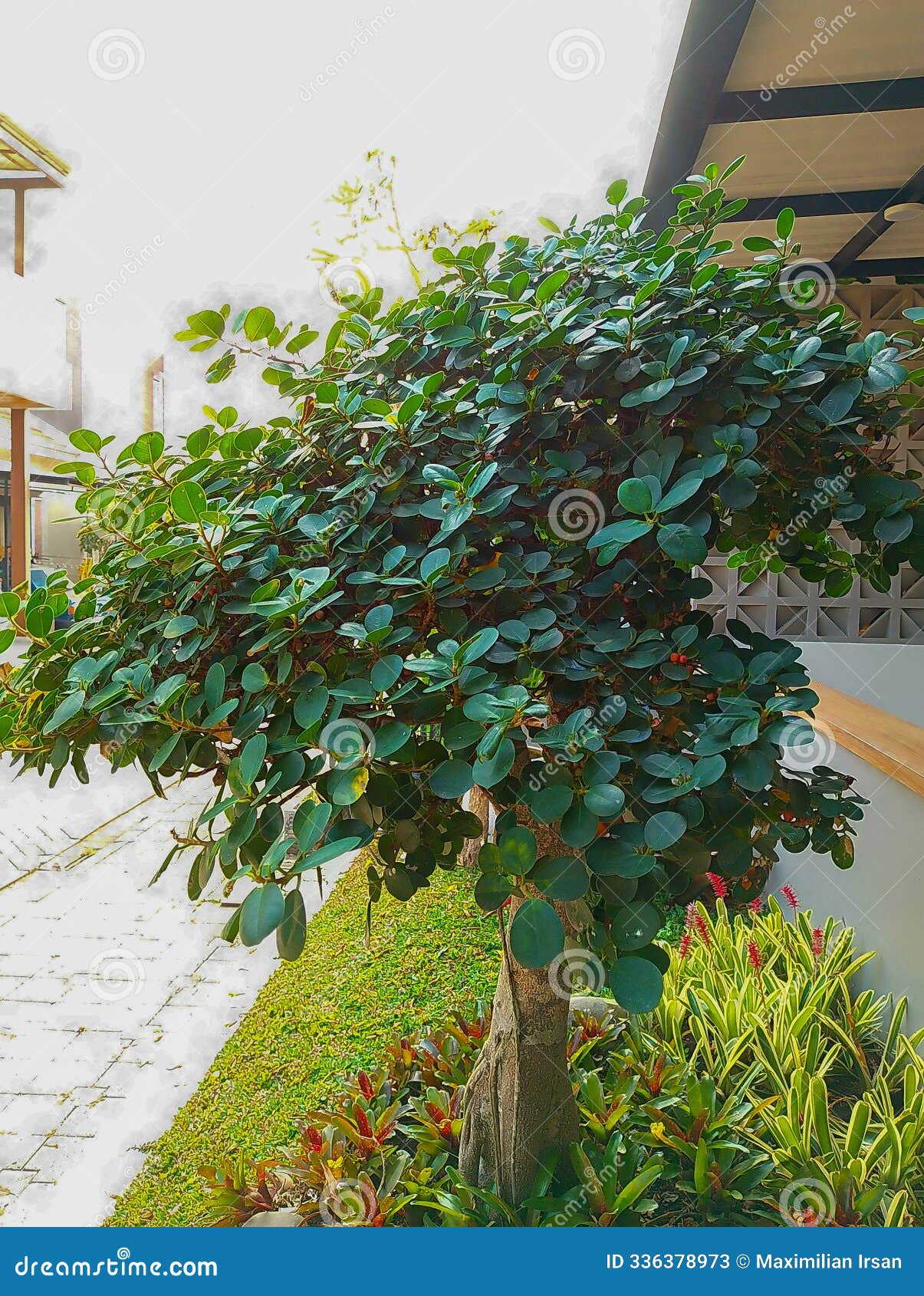 Nature S Tapestry Bonsai Beauty Stock Image - Image of oriental, small ...