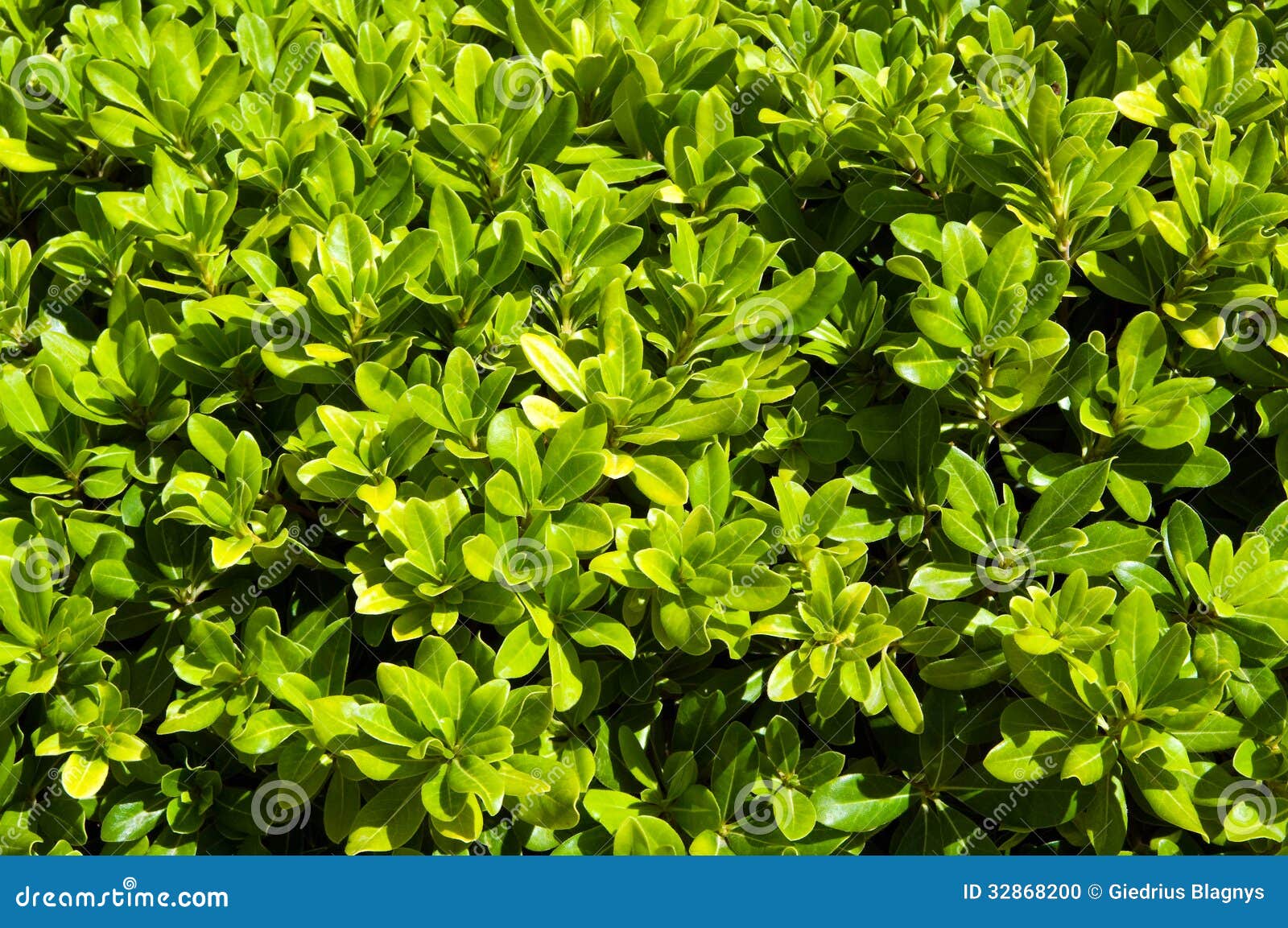 Vibrant green foliage stock photo. Image of foliage, plant - 32868200