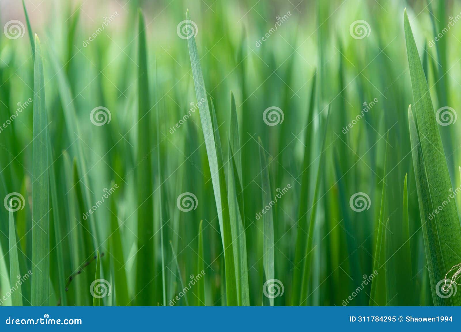Vibrant green grass stock image. Image of summer, pasture - 311784295