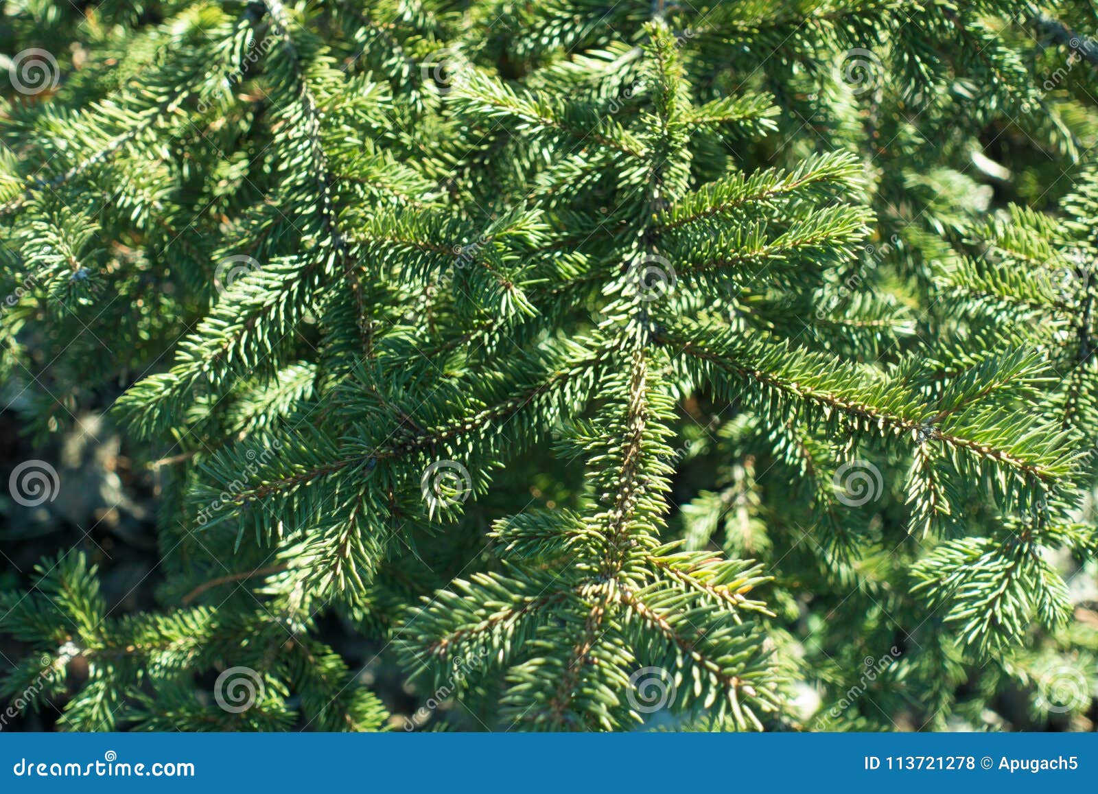 Vibrant Green Leafage of Common Spruce Stock Photo - Image of conifer ...