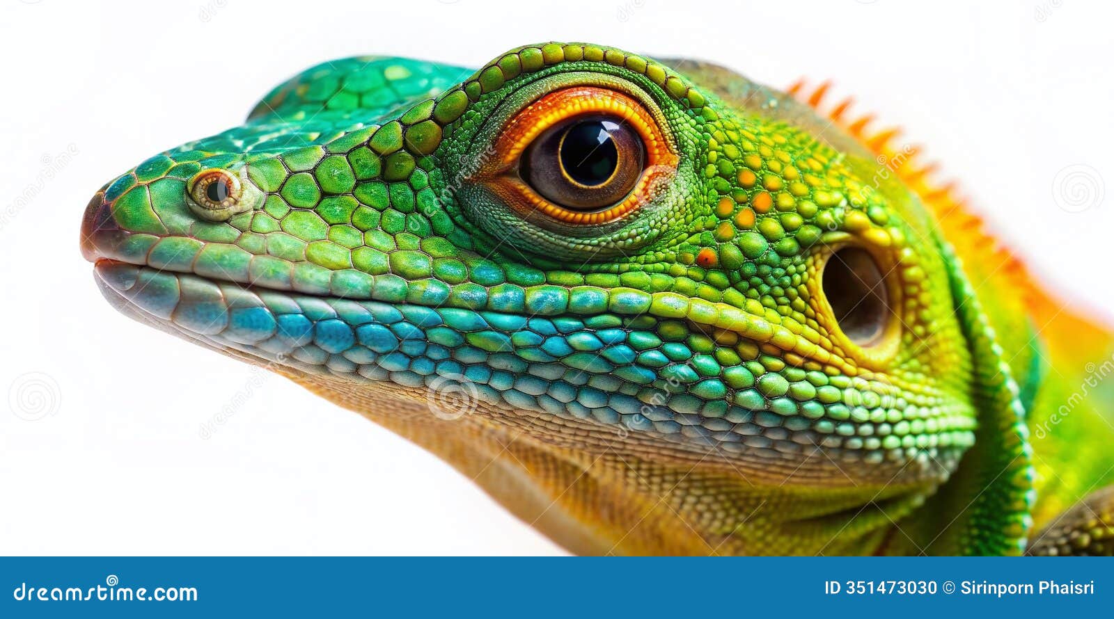 Digital Art Of Two Lizards Hugging And Holding Each Other. Vector ...