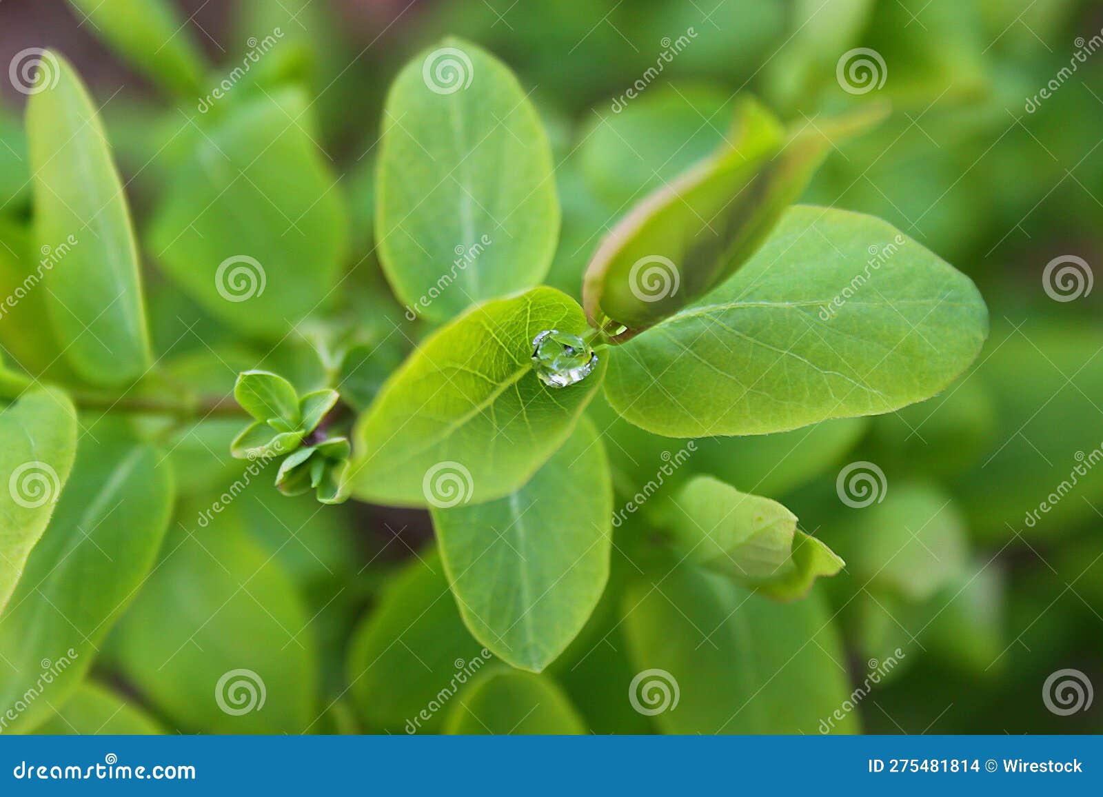Vibrant Green Plant with a Dew Drop Stock Photo - Image of blooming ...