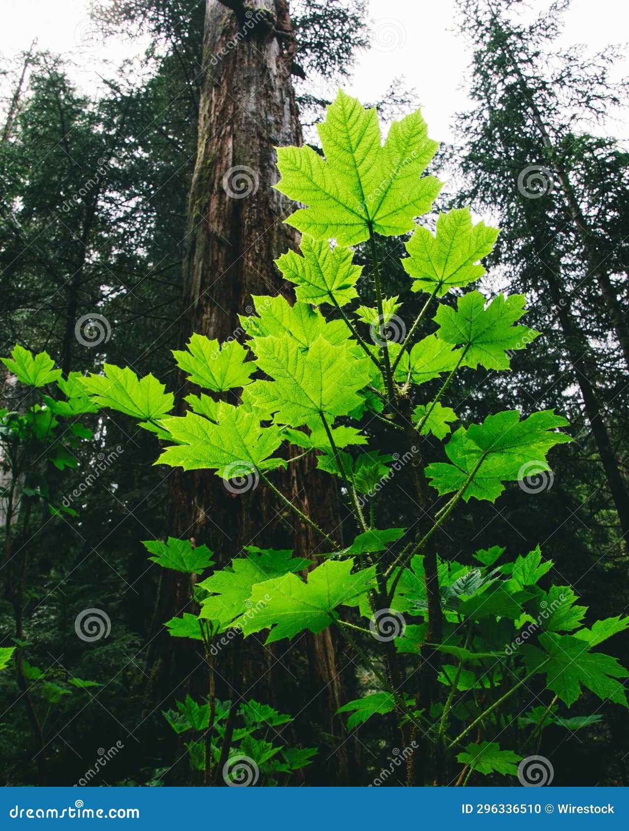 Vibrant Green Plant Flourishing in a Lush Forest Setting, Situated ...