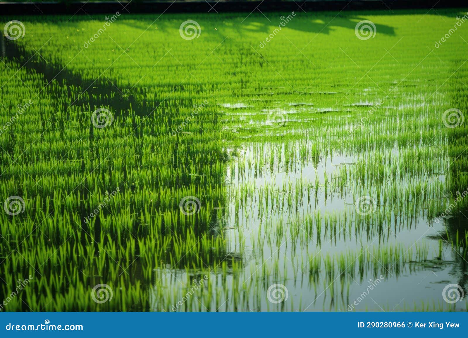 Vibrant Green Rice Stalks Casting Reflections Stock Illustration ...