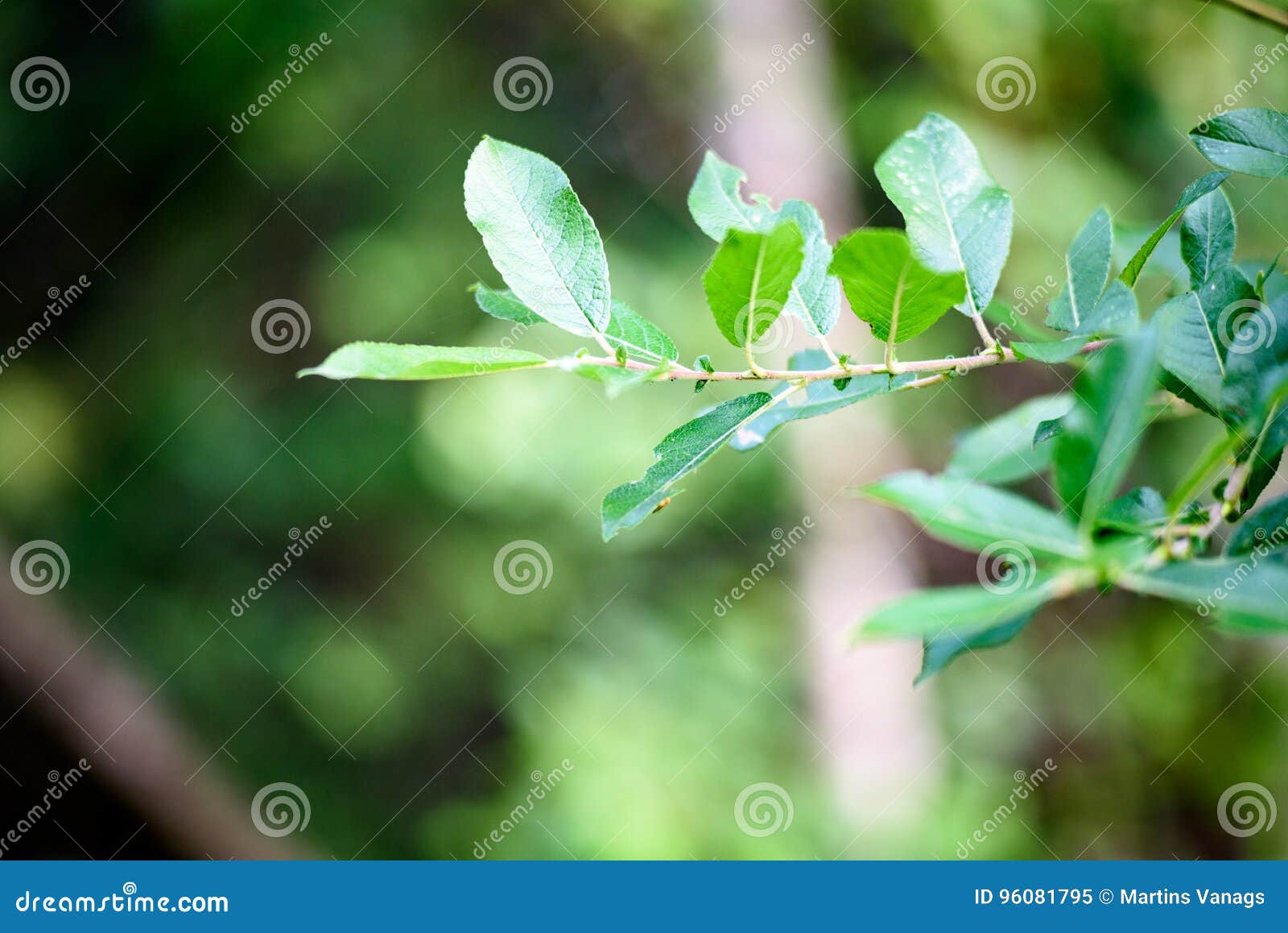 Vibrant Green Spring Fresh Leaves of Tree in Spring Stock Image - Image ...