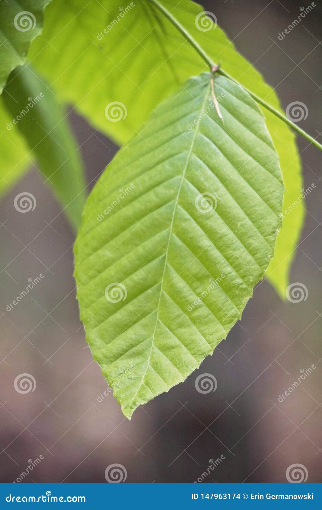 Vibrant Green Spring Leaf Perfect for Background Stock Photo - Image of ...