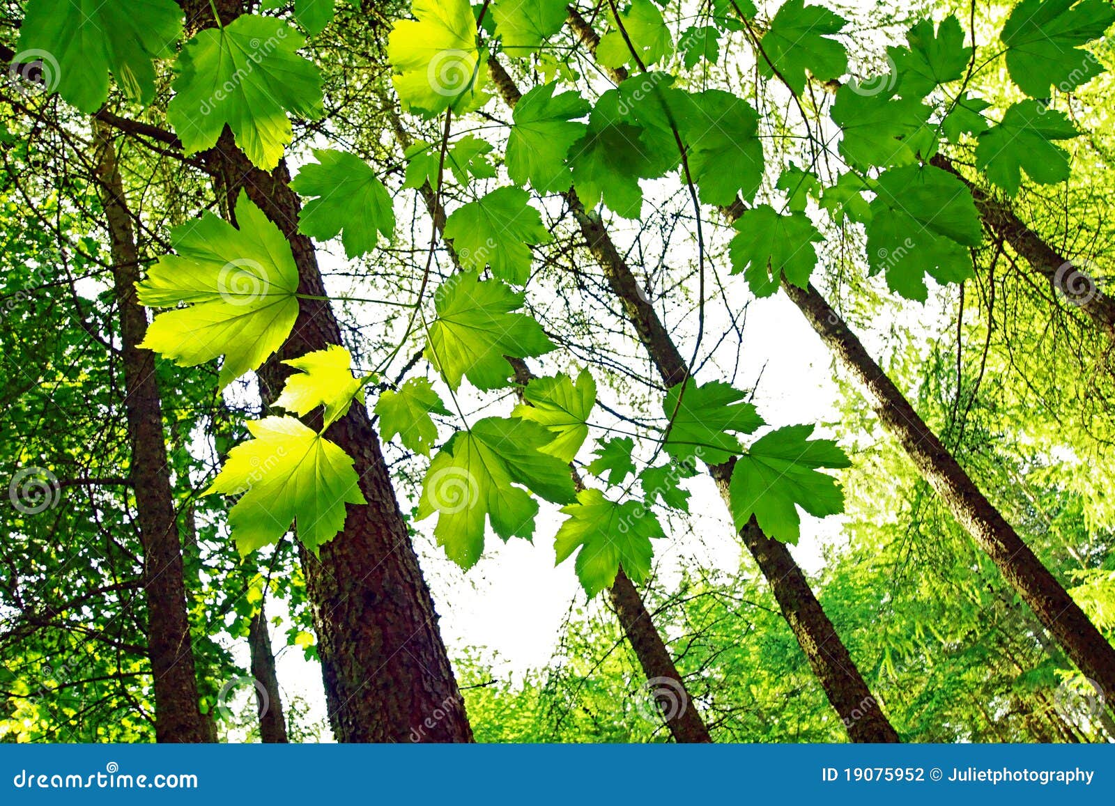 Vibrant Green Spring Leaves in the Forest Stock Photo - Image of spring ...