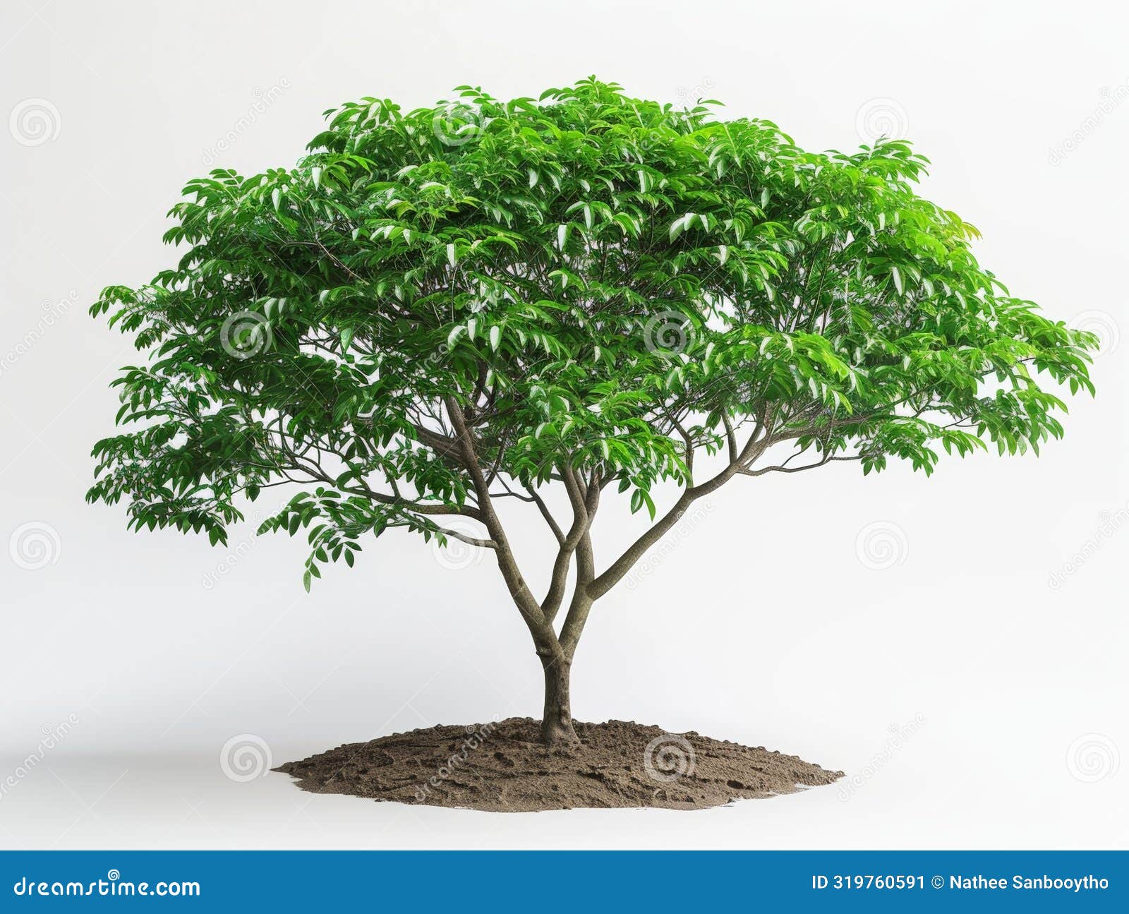 A Vibrant Green Tree with Lush Foliage Isolated on a White Background ...