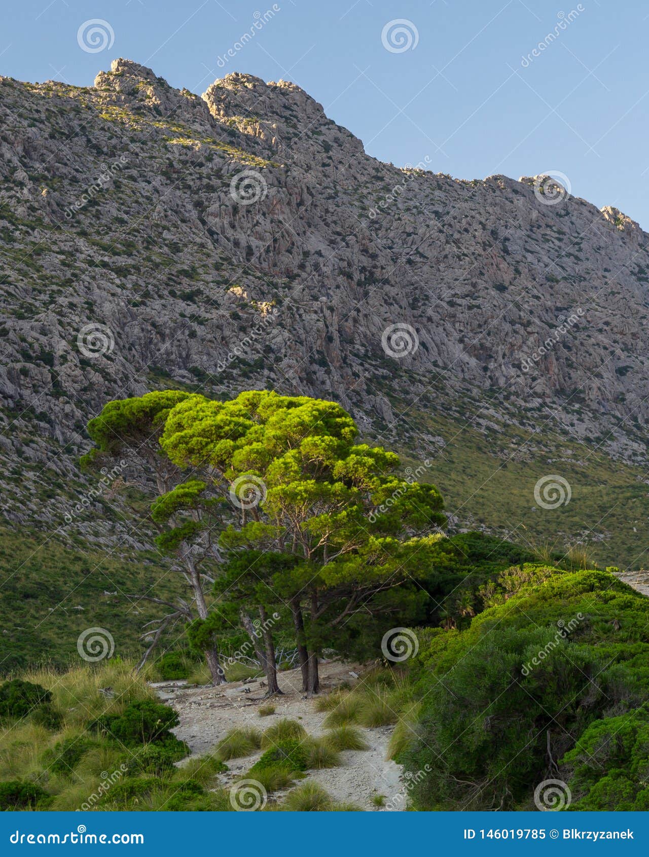 Vibrant Green Tree in Mountains Stock Image - Image of cloud, trees ...