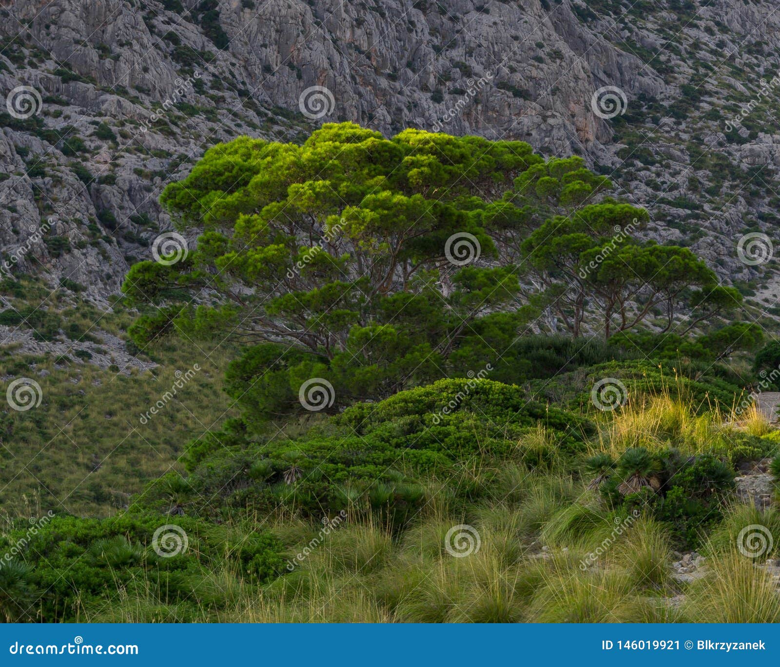 Vibrant Green Tree in Mountains Stock Image - Image of outdoor, trees ...