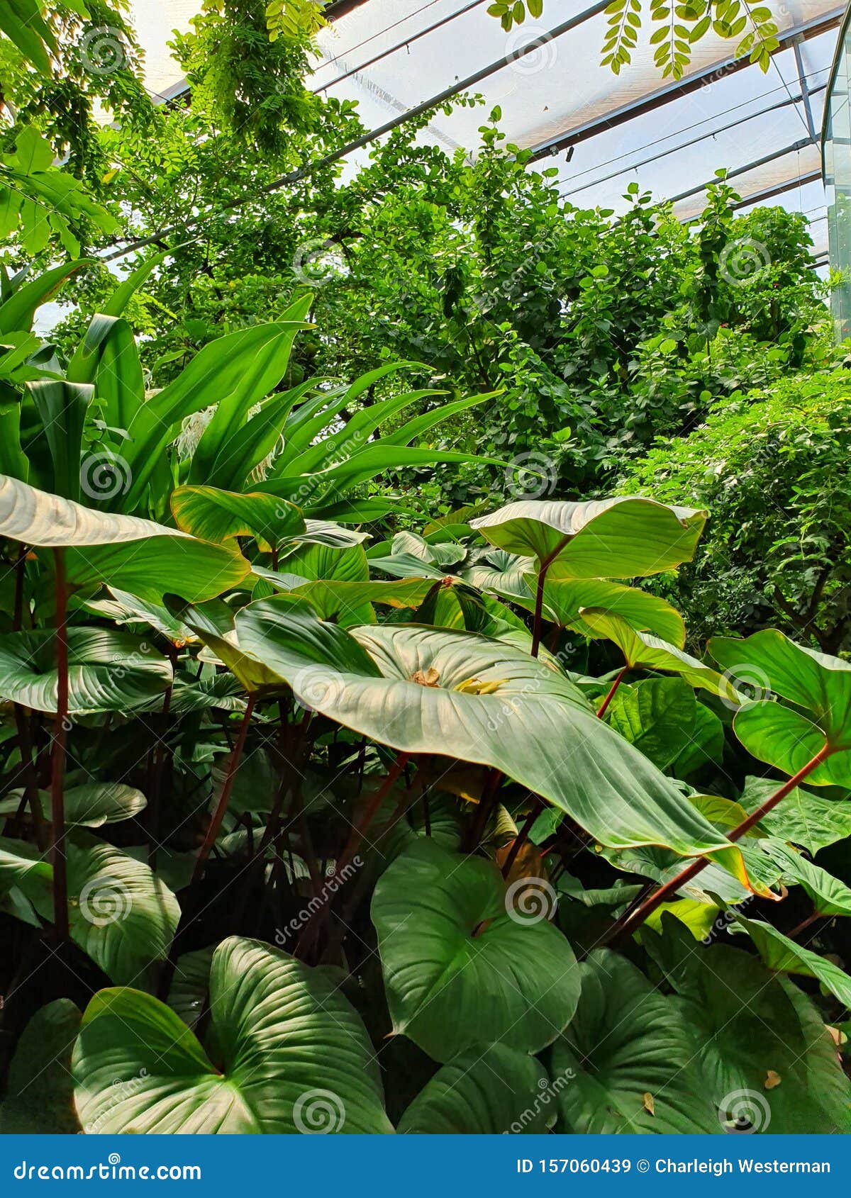 Vibrant Greenery stock image. Image of greenery, nature - 157060439