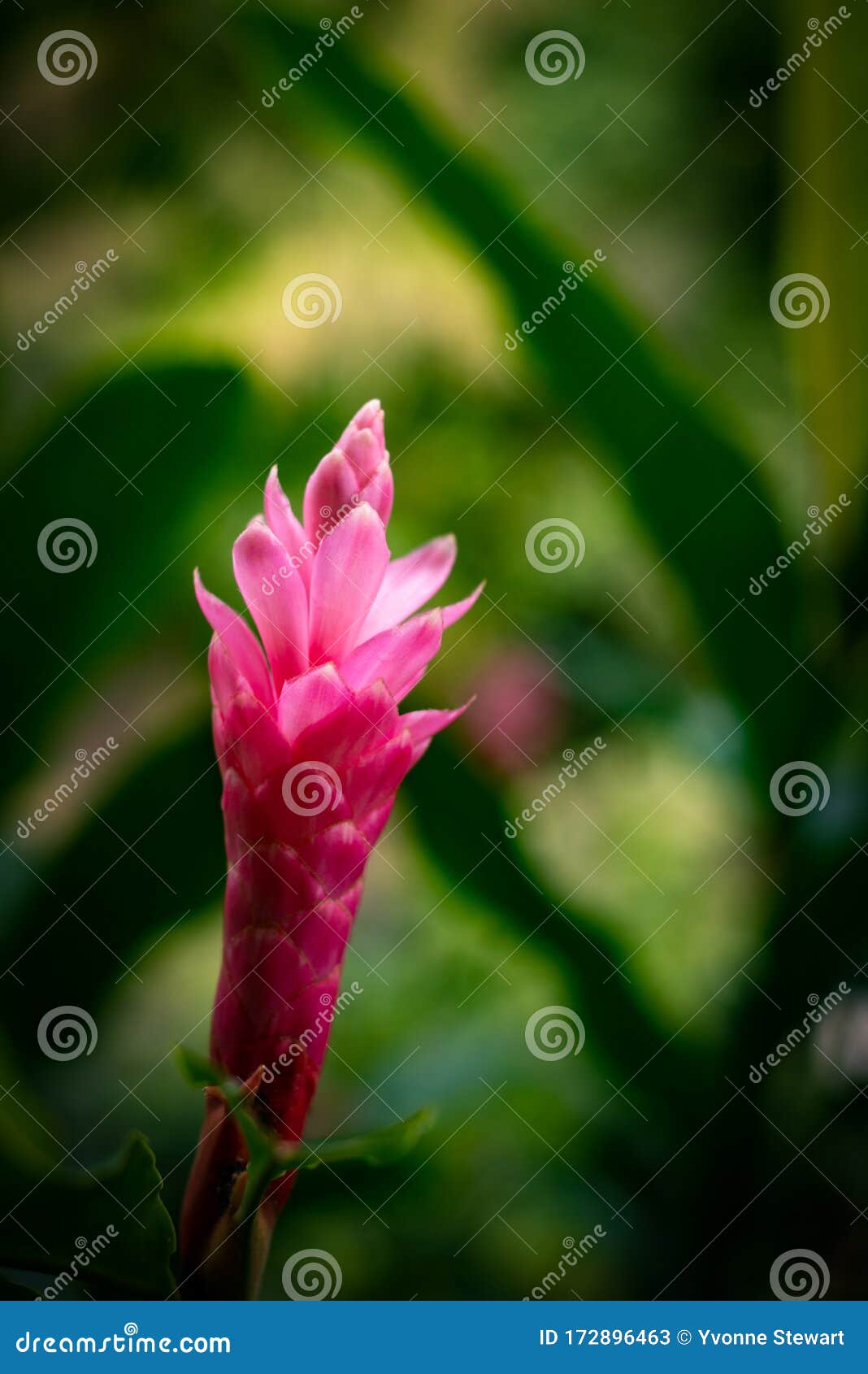 Vibrant Hawaiian Red Ginger Flower Stock Image - Image of flower, flora ...