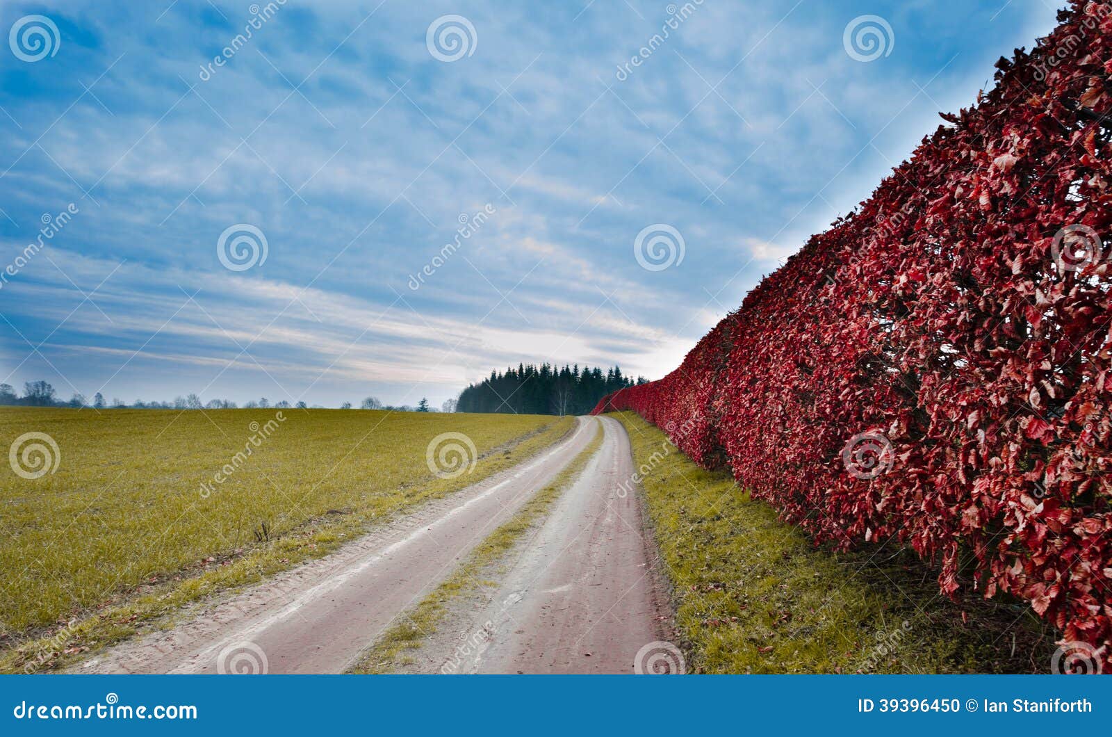 Vibrant hedgerow stock photo. Image of vibrant, path - 39396450