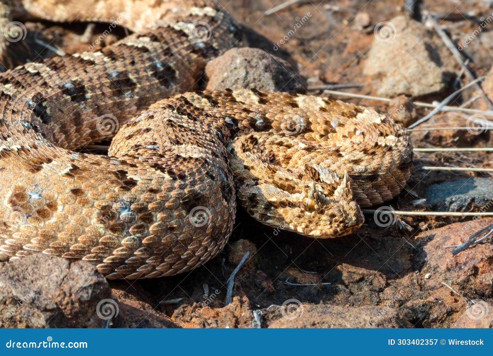 Vibrant Horned Adder Snake Coiled Atop a Rocky and Sandy Environment ...