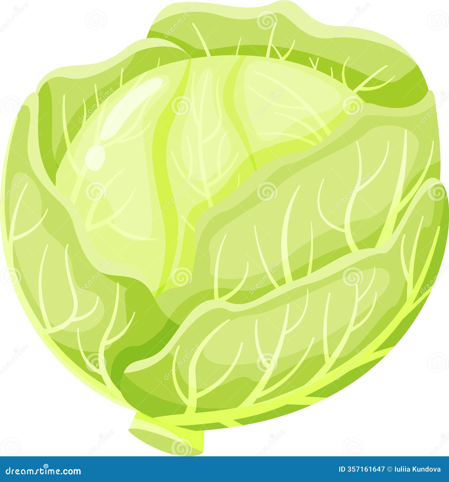 Vibrant Illustration of Fresh Green Cabbage Highlighting Detailed Leaf ...
