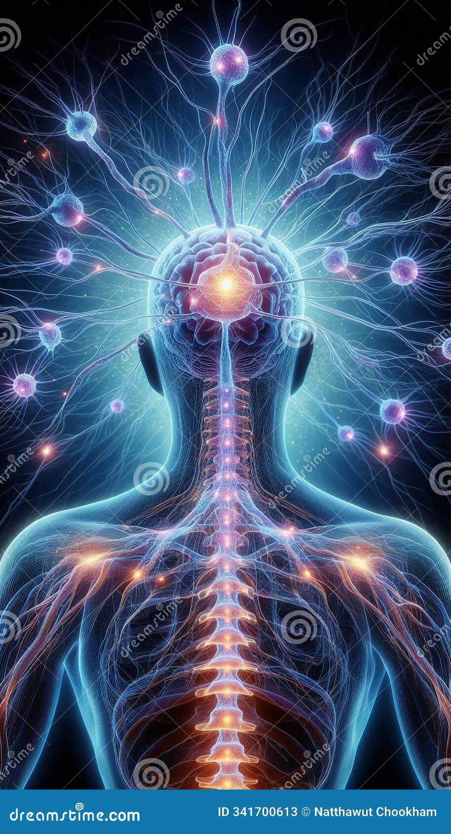 Neural Pathways and Human Anatomy Visualization Stock Illustration ...