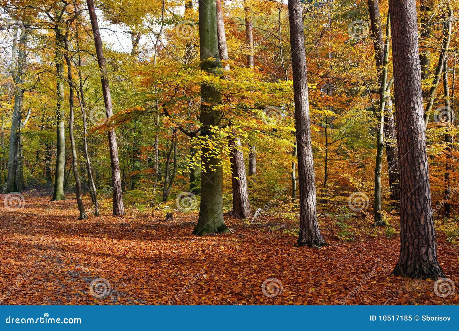 Vibrant Image of Autumn Forest Stock Image - Image of orange, fall ...