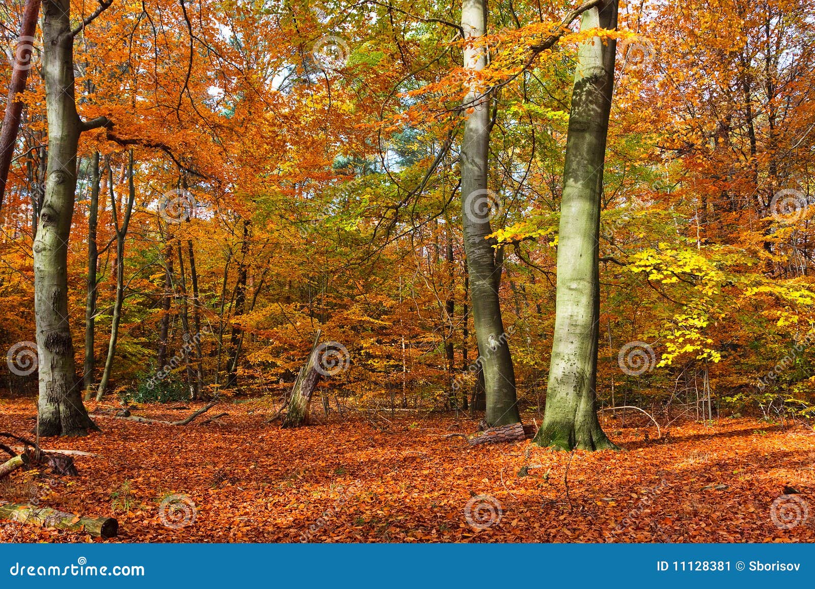 Vibrant Image of Autumn Forest Stock Image - Image of pattern, fall ...