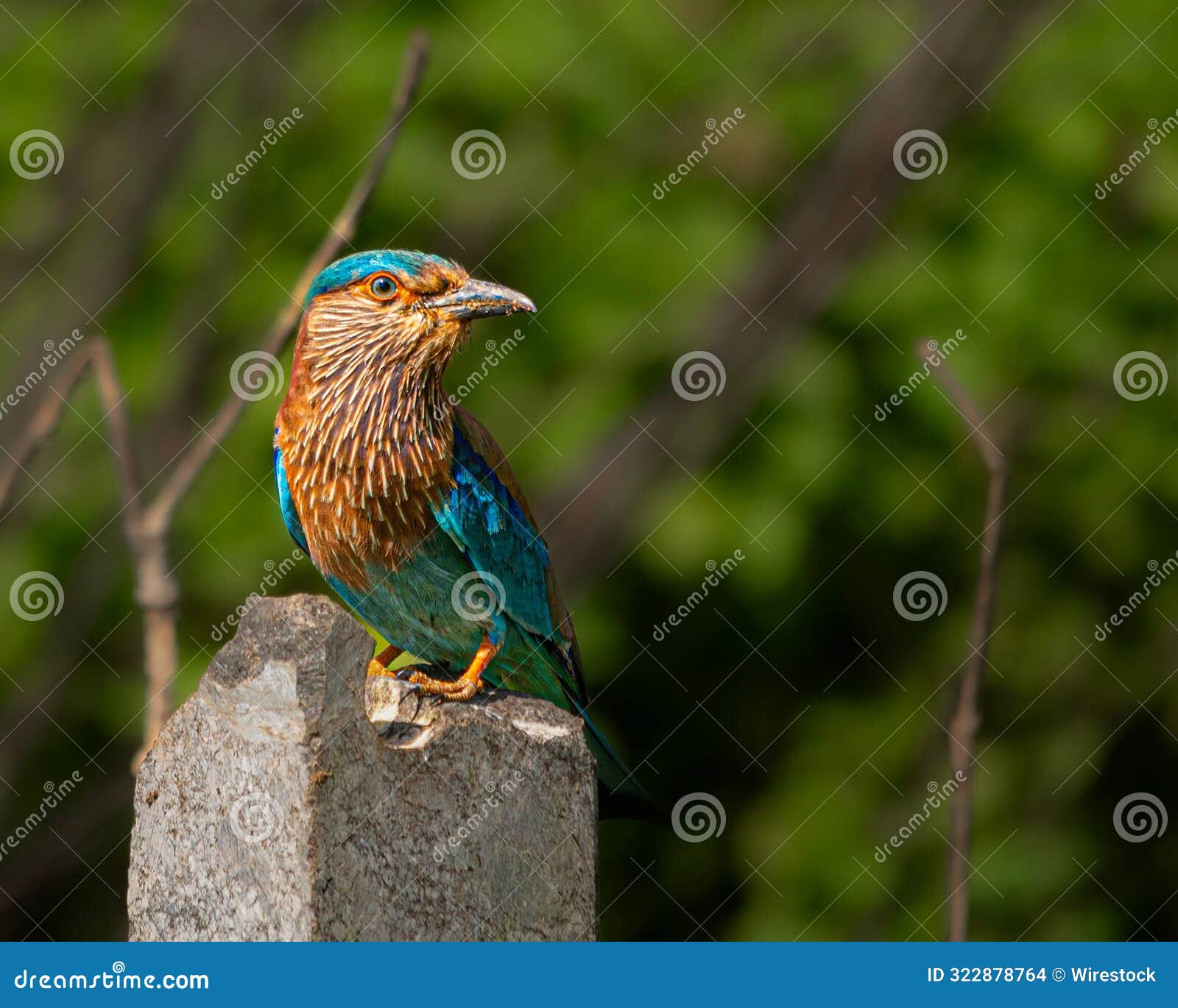 Vibrant Indian Roller Bird Perched on a Stone Pillar Stock Photo ...
