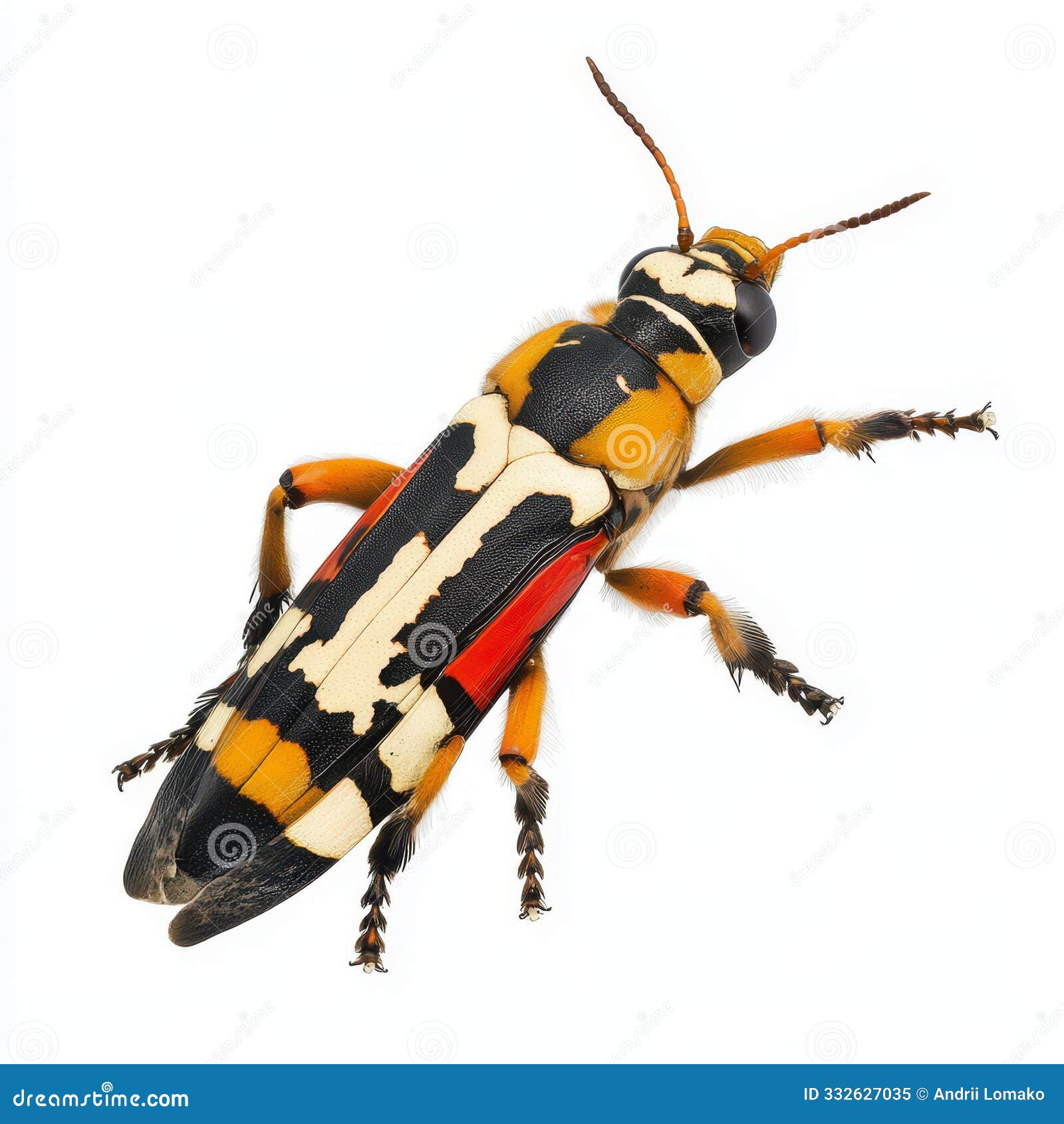 Insect And Bug Patterns For Cards And Fabrics Stock Photo ...