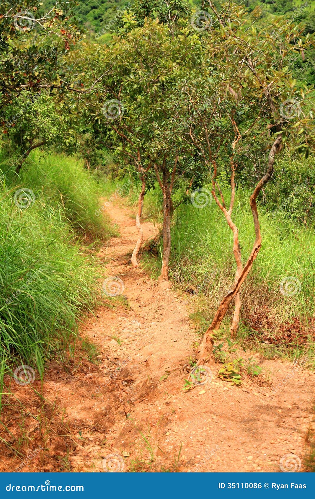 Vibrant Jungle Trail stock photo. Image of hike, dirt - 35110086