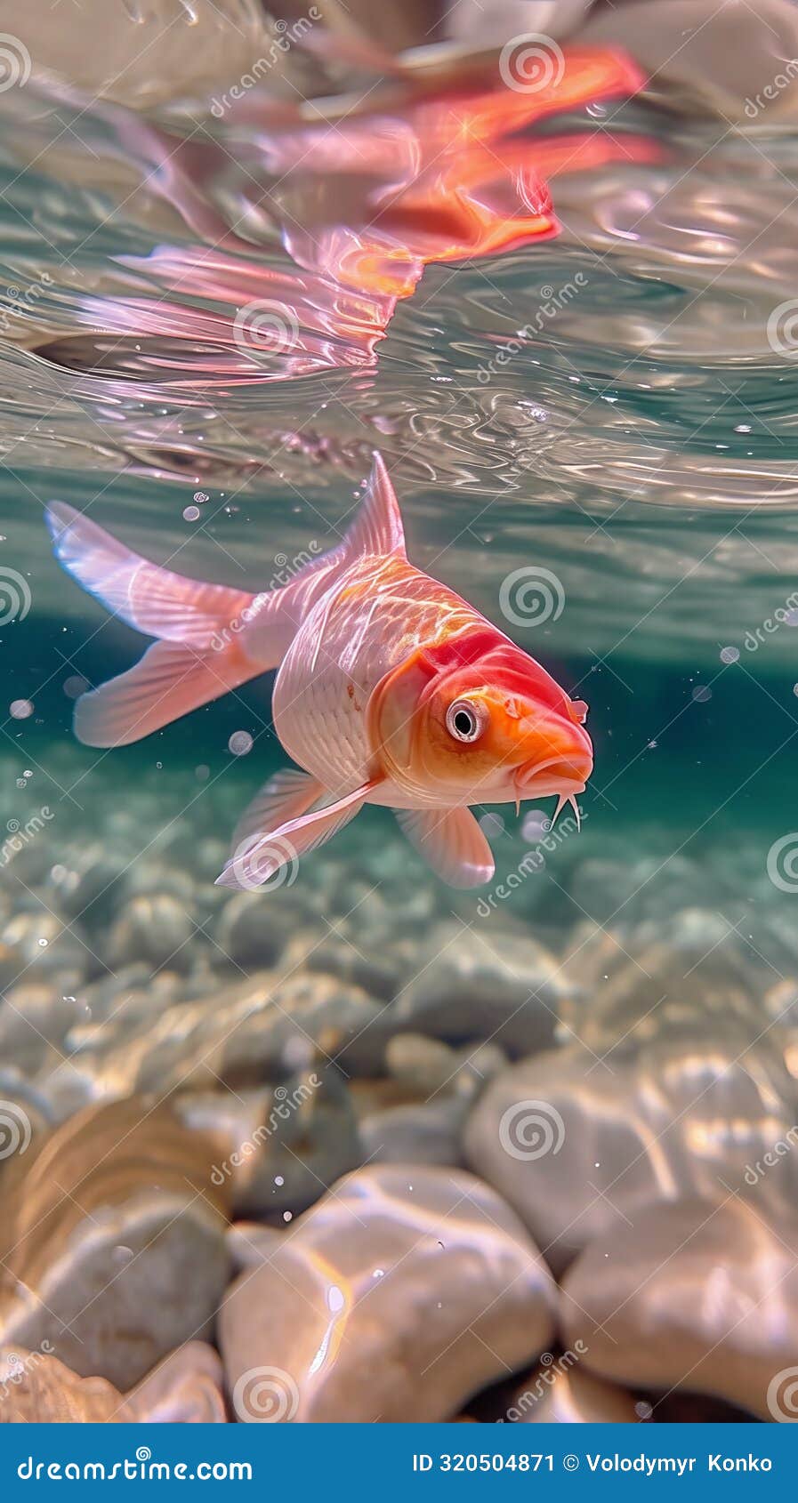 Vibrant Koi Fish Swimming Underwater with Pebbles Stock Image - Image ...