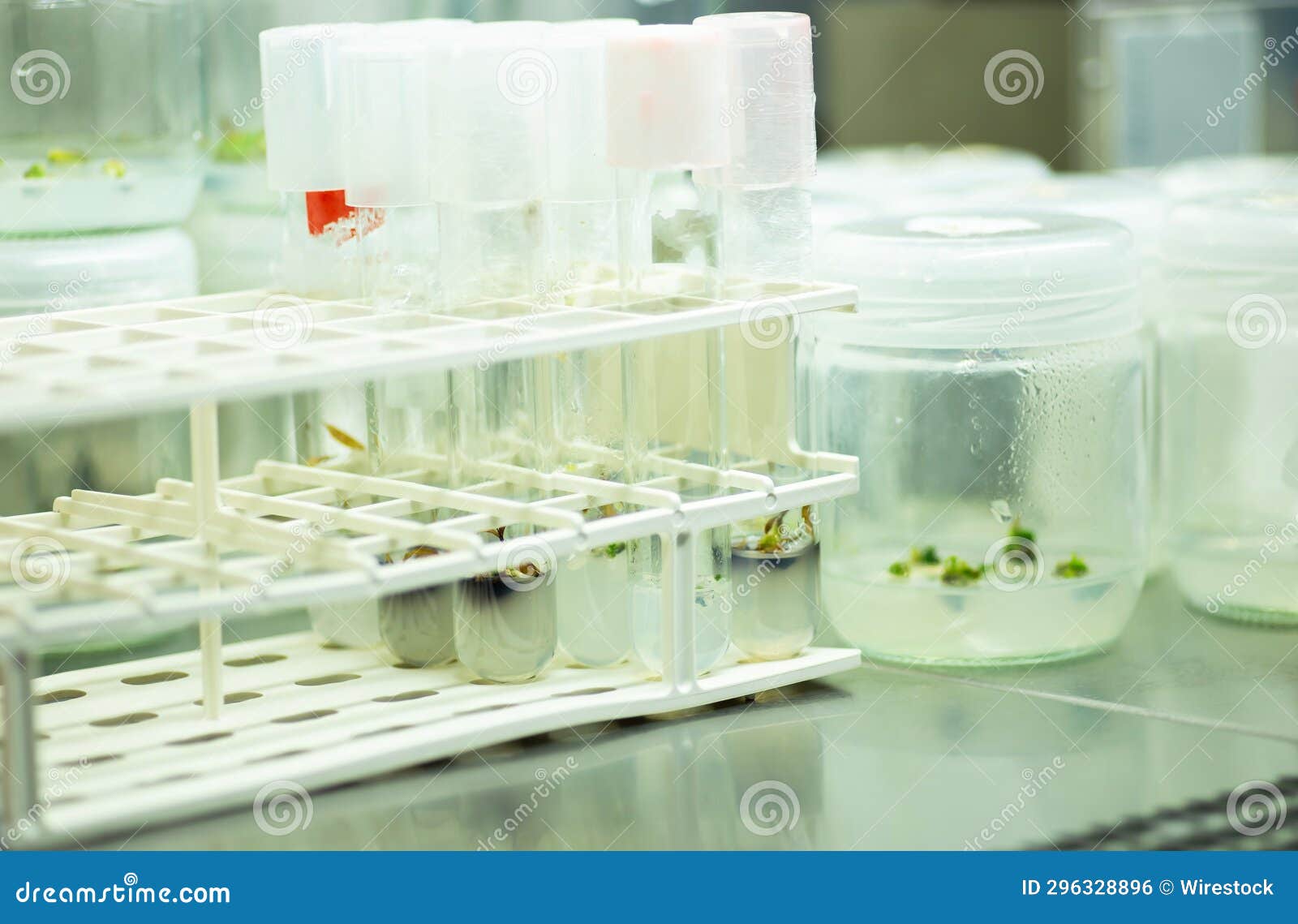Vibrant Laboratory Setting with an Array of Plants in Glass Jars ...