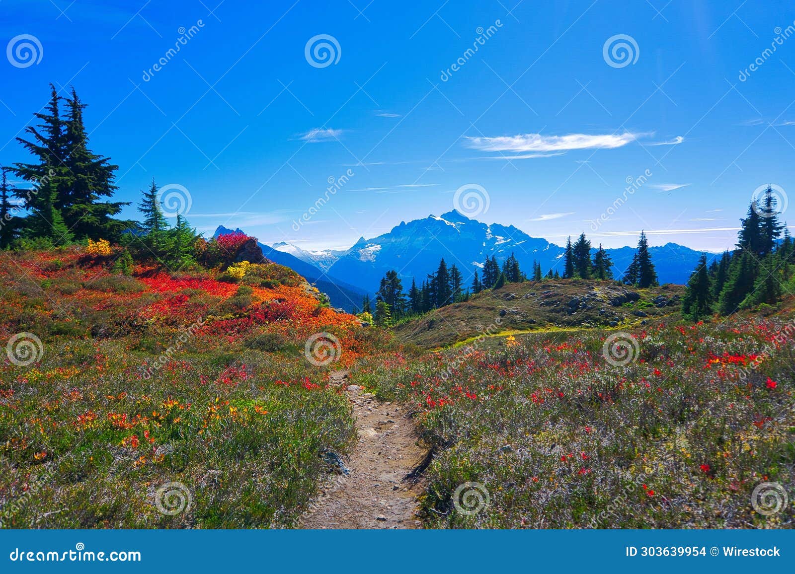Vibrant Landscape Shot from Mt. Baker National Forest Stock Photo ...