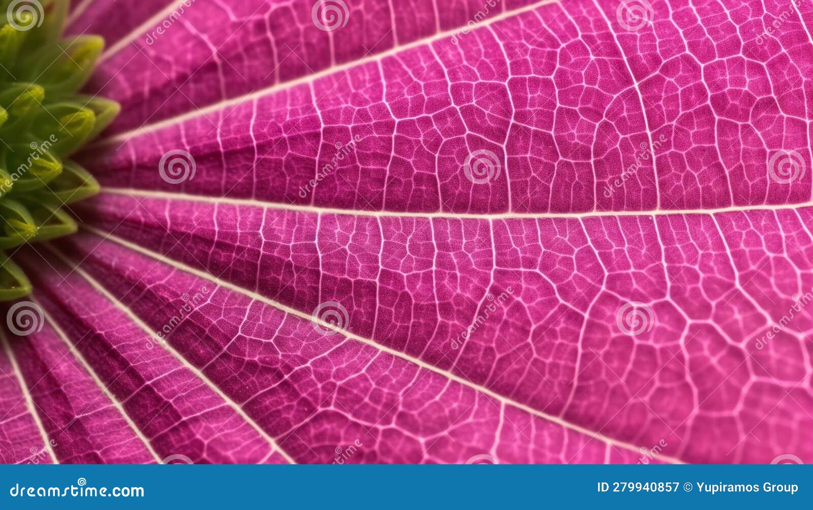 Vibrant Leaf Vein Pattern Showcases Nature Beauty in Extreme Close Up ...