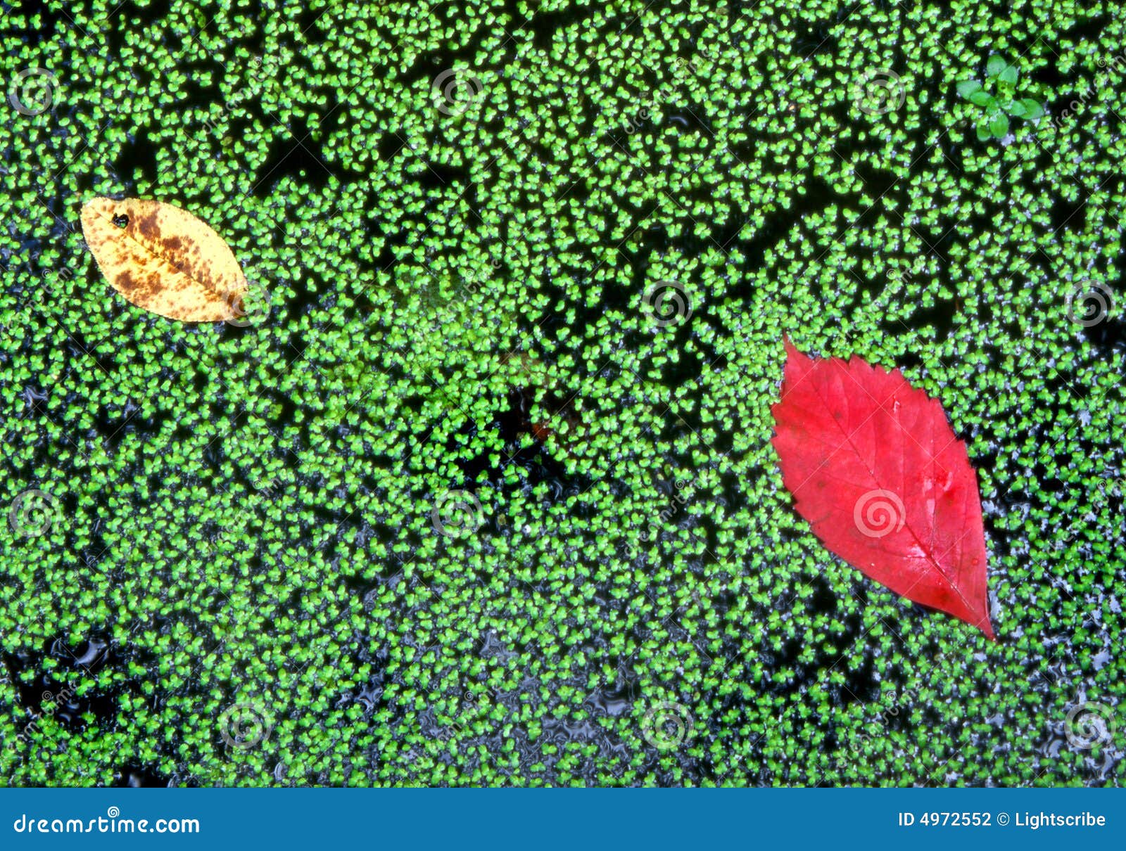 Vibrant Leaves Floating on Water Stock Photo - Image of environment ...