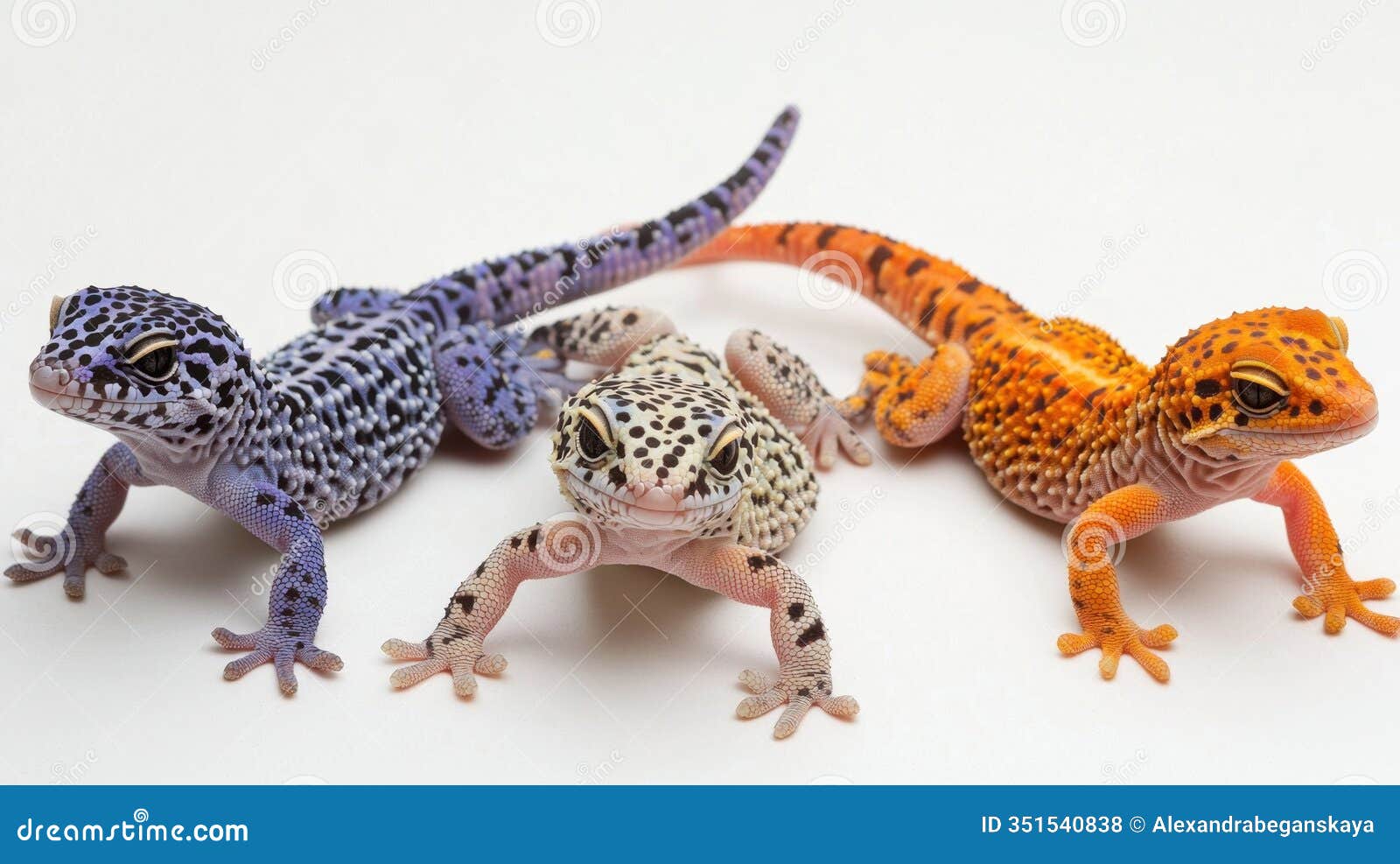Vibrant Leopard Geckos Showcasing Unique Patterns and Colors Stock ...