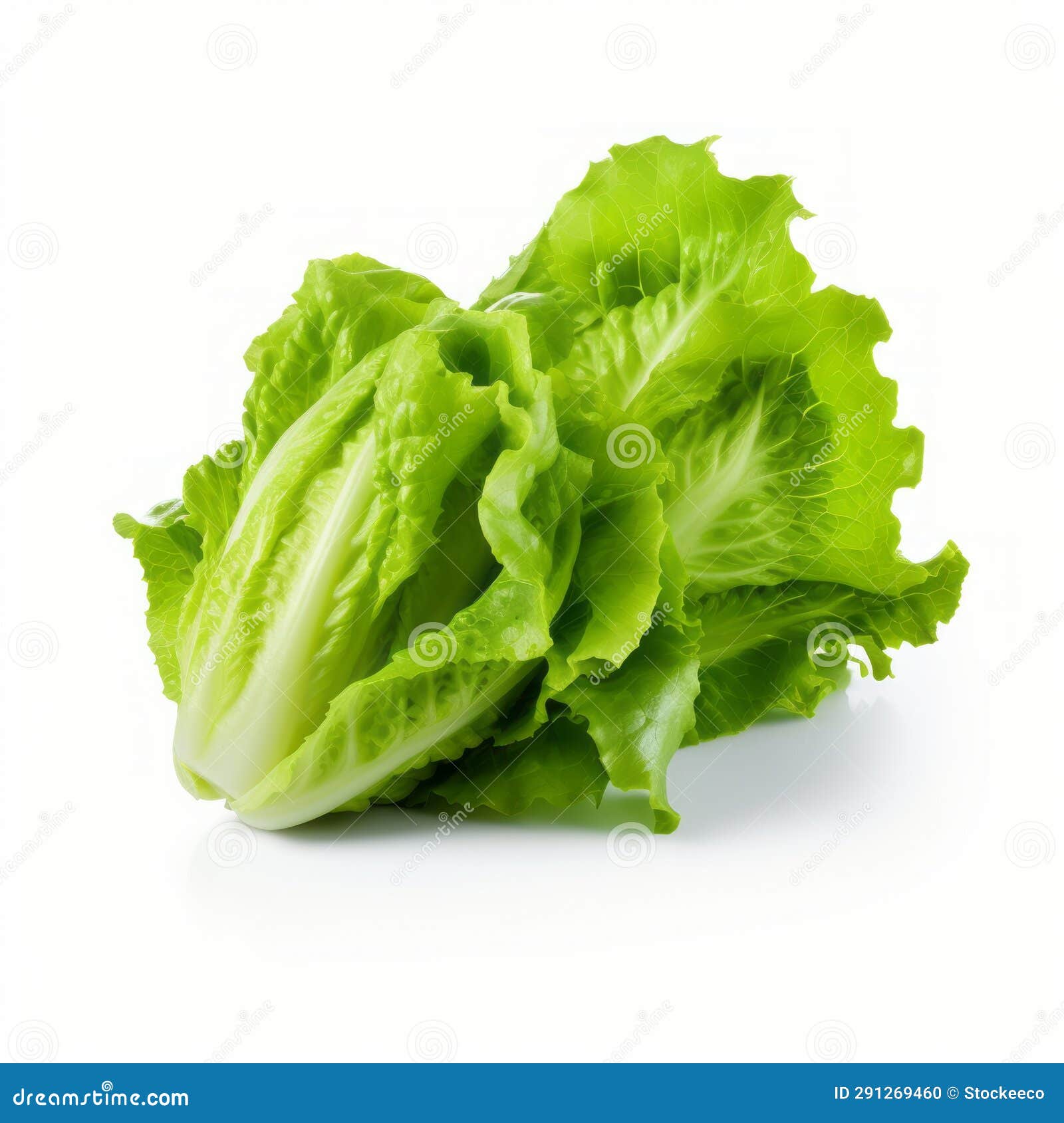 Vibrant Lettuce Image: Isolated on White Background Stock Illustration ...