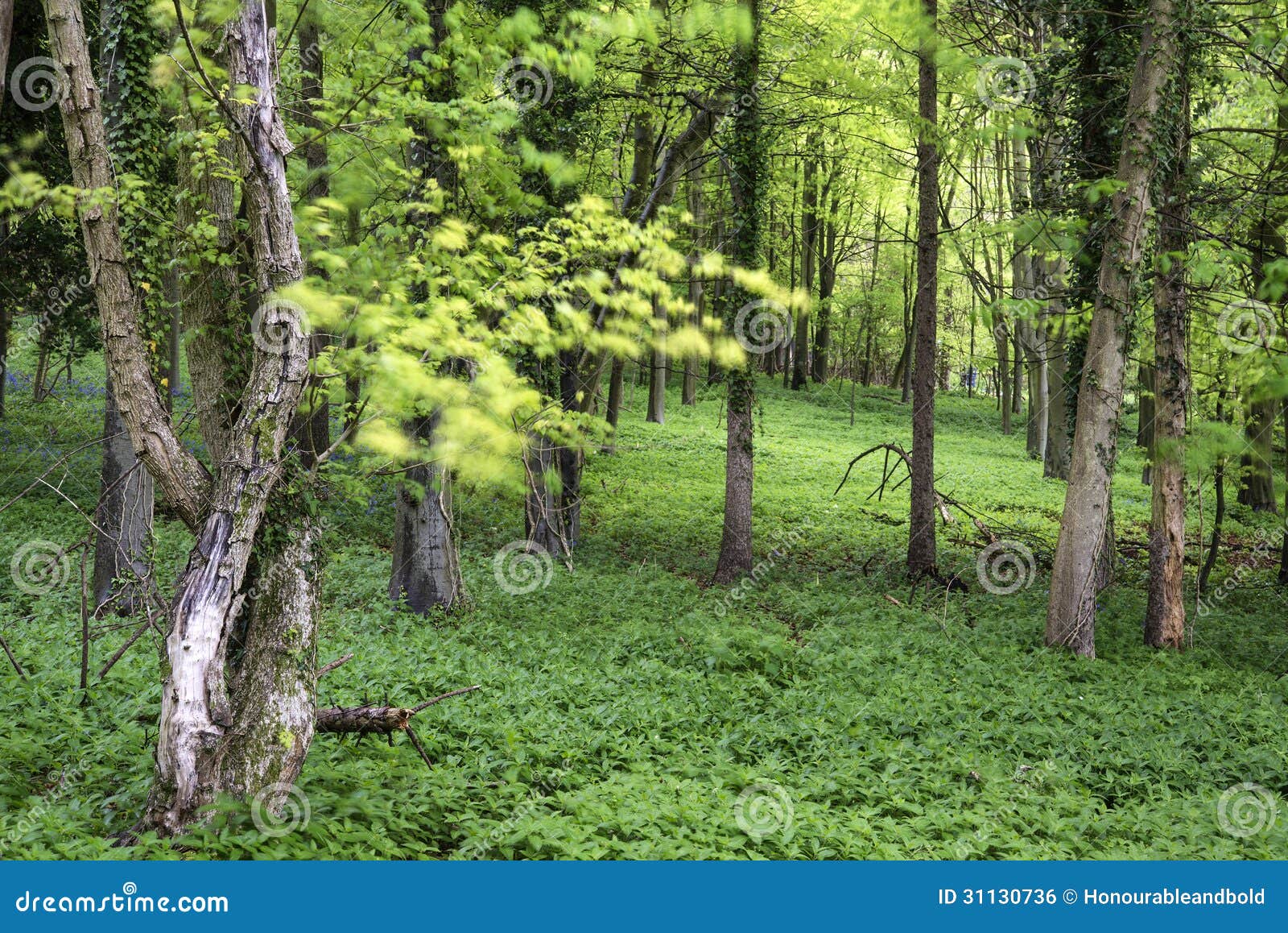 Vibrant Lush Green Spring Forest Landscape Stock Photo - Image of rural ...