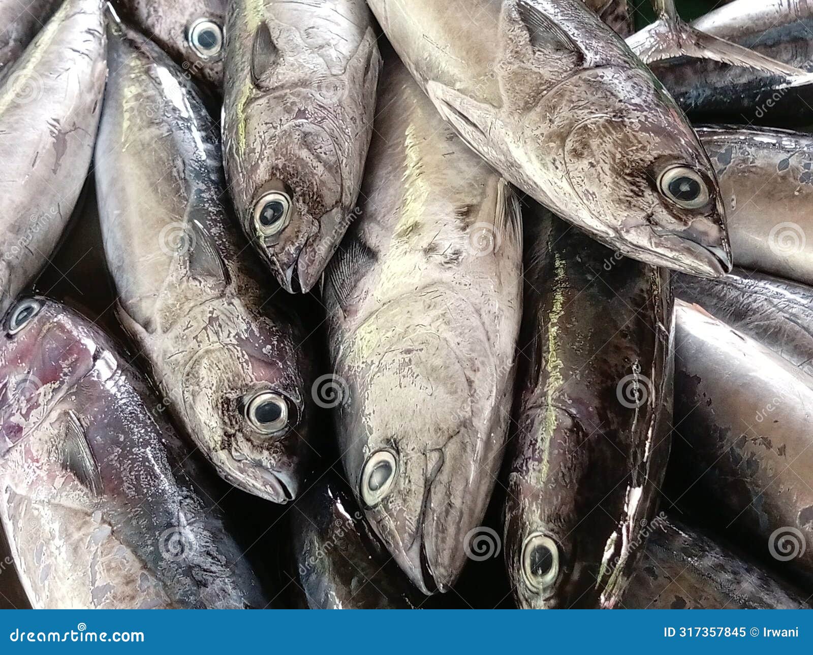 Vibrant Mackerel Tuna, Ready To Be Grilled or Pan-seared. Stock Image ...