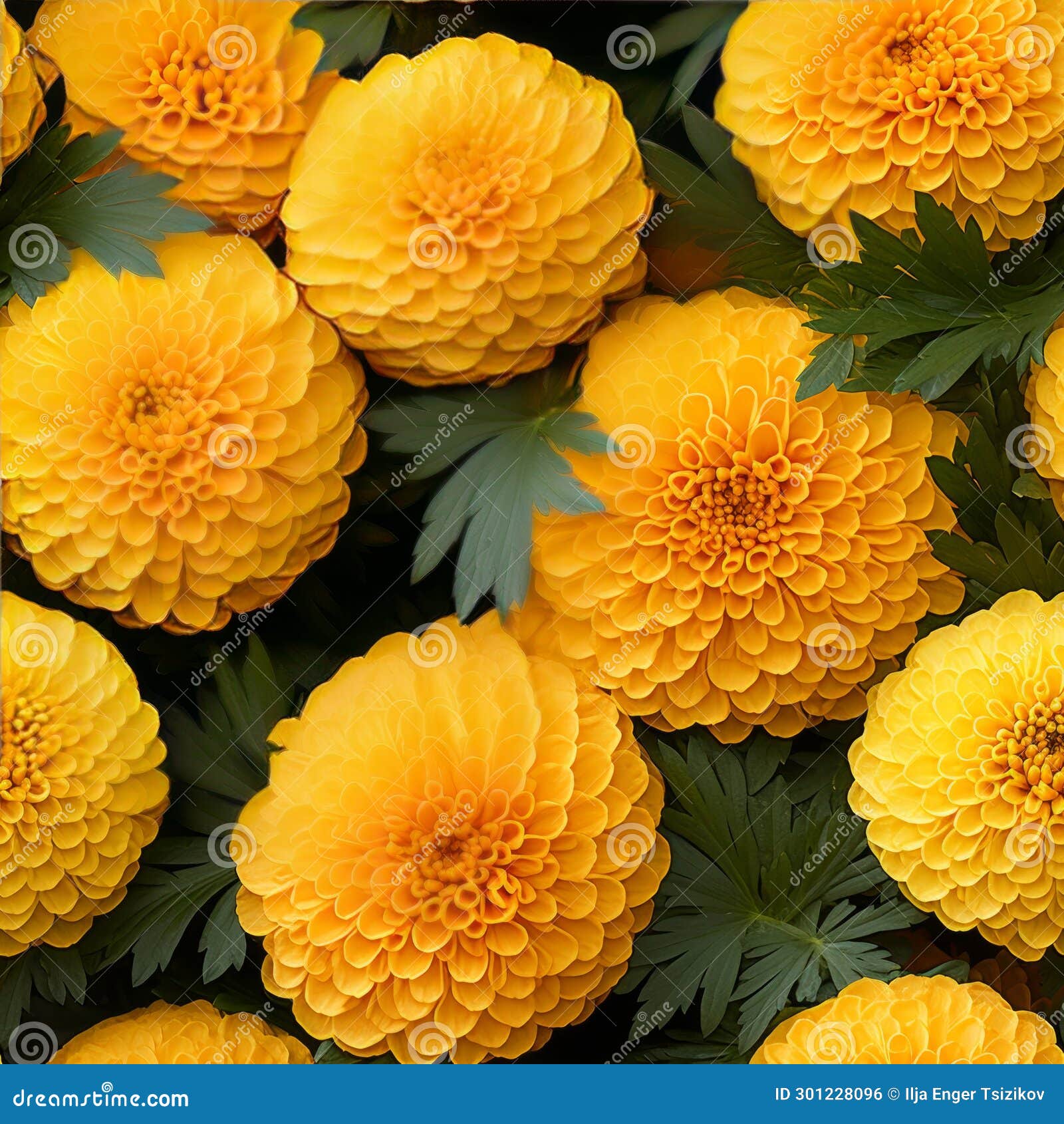 Vibrant Marigold Flower Blooms Seamless Pattern in Top View for ...