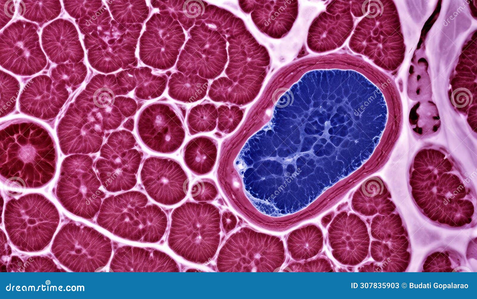 Vibrant Microscopic View of a Cell Structure Stock Illustration ...